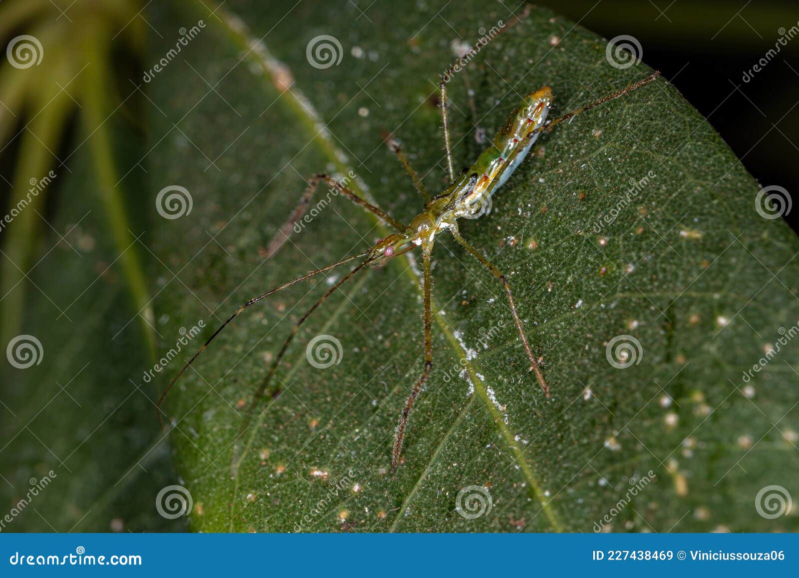 Assassin Bug Nymph stock image. Image of invertebrate - 227438469