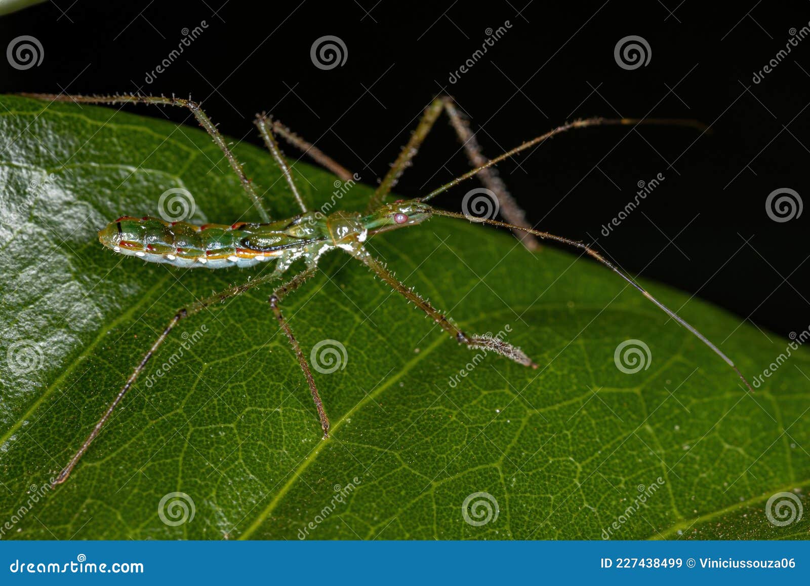 Assassin Bug Nymph stock image. Image of harpactorini - 227438499