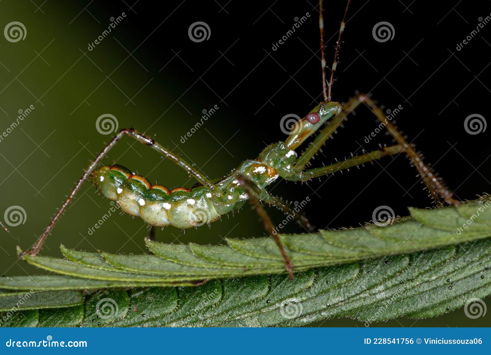 Assassin Bug Nymph stock photo. Image of wildlife, true - 228541756