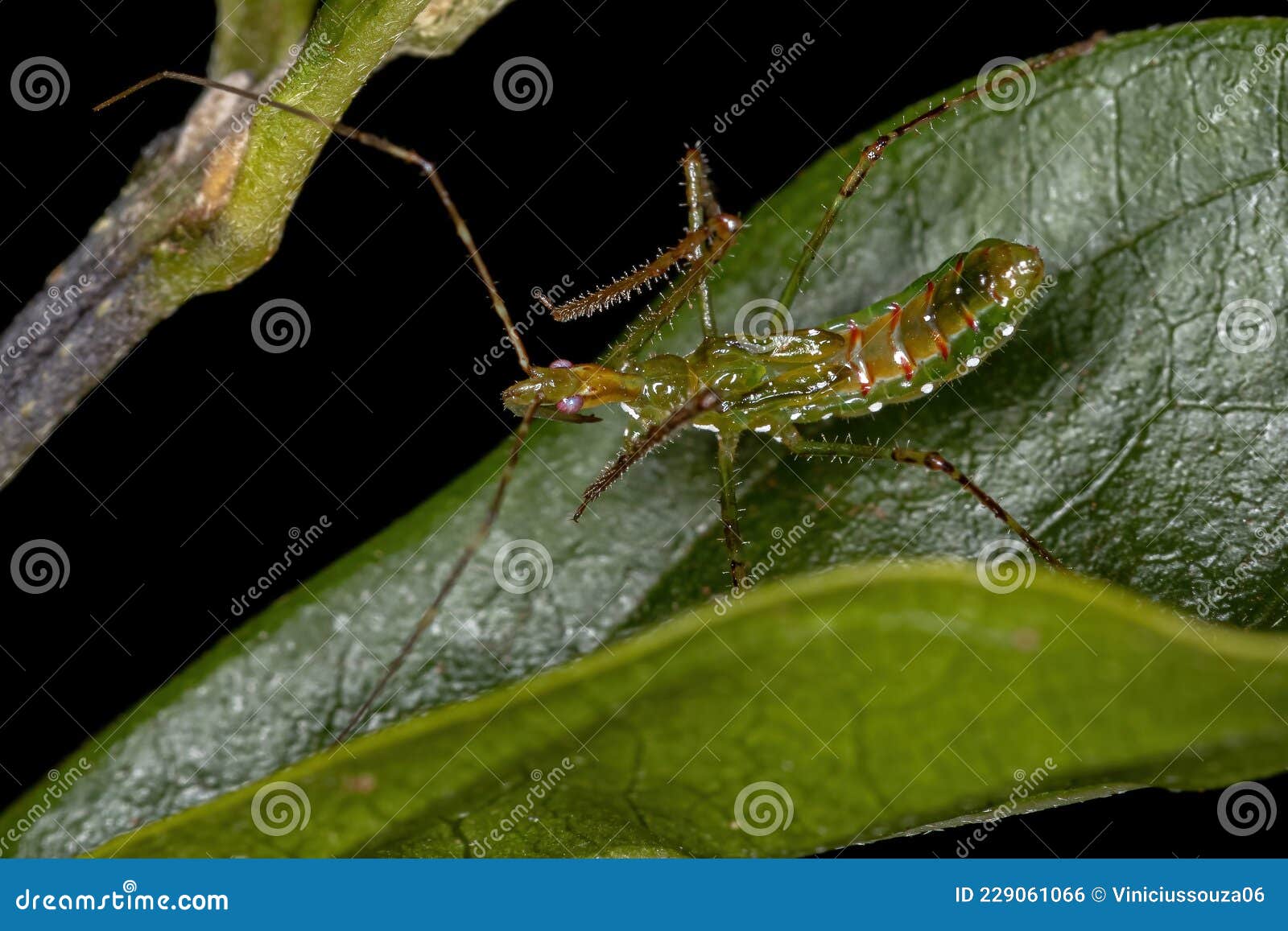 Assassin Bug Nymph stock photo. Image of harpactorini - 229061066