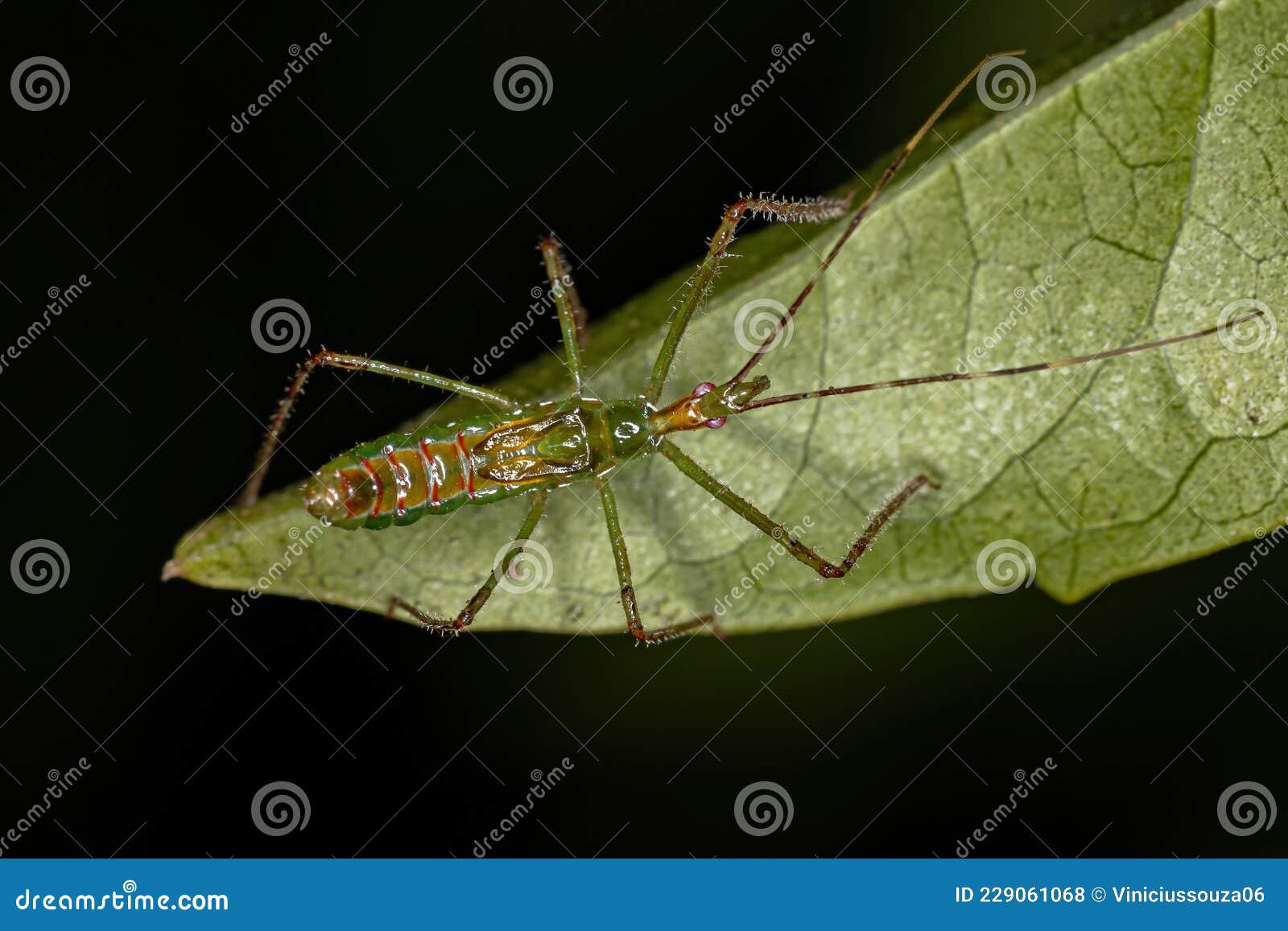 Assassin Bug Nymph stock photo. Image of nymph, fauna - 229061068