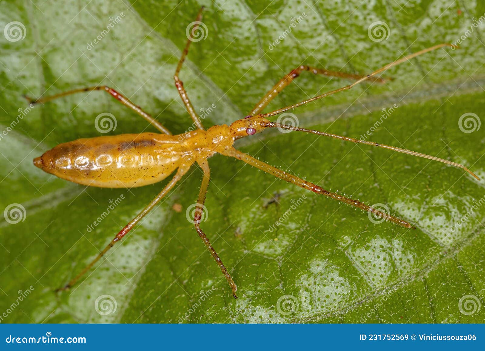 Assassin Bug Nymph stock image. Image of nature, wildlife - 231752569