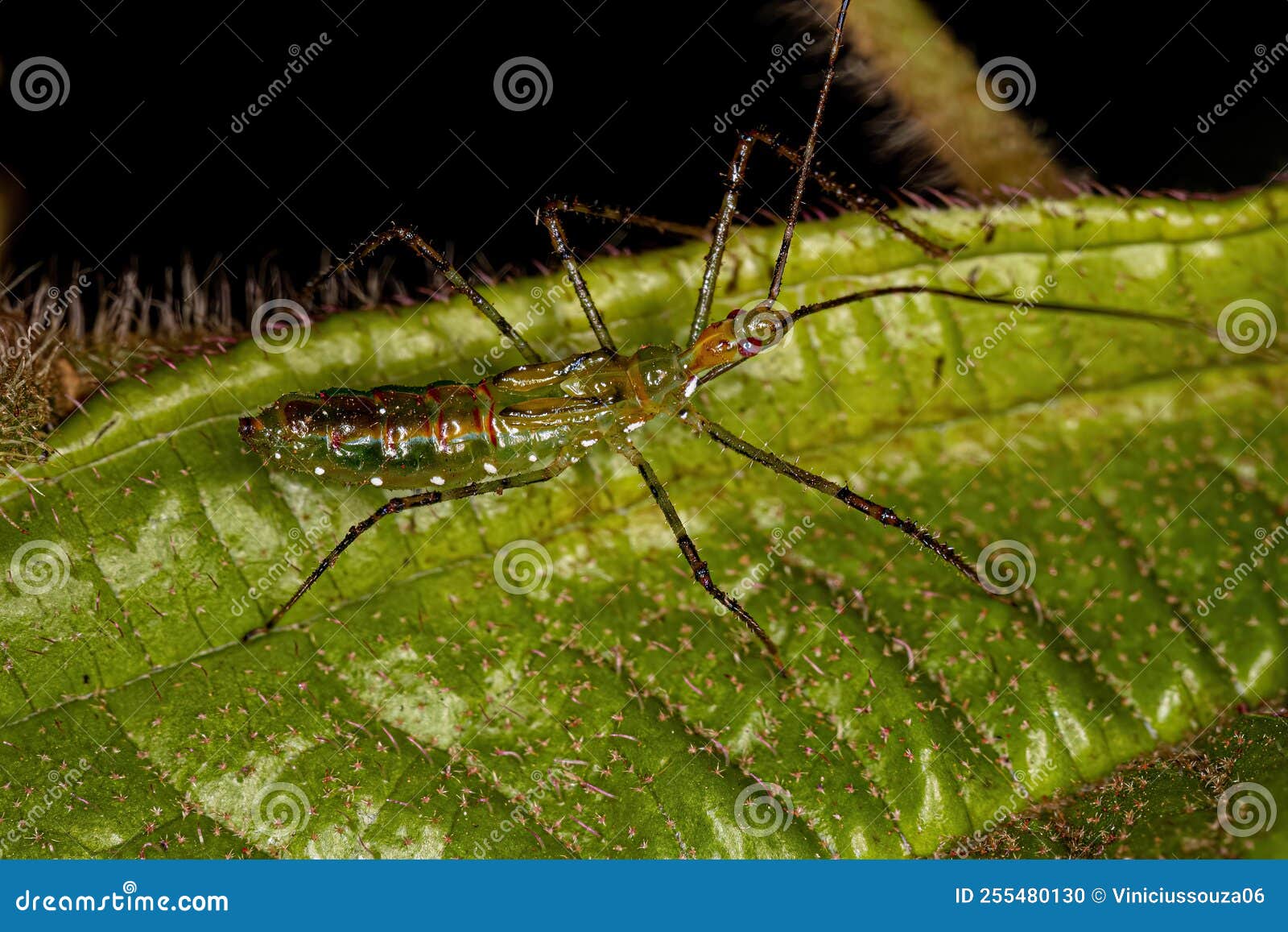 Assassin Bug Nymph stock photo. Image of harpactorinae - 255480130