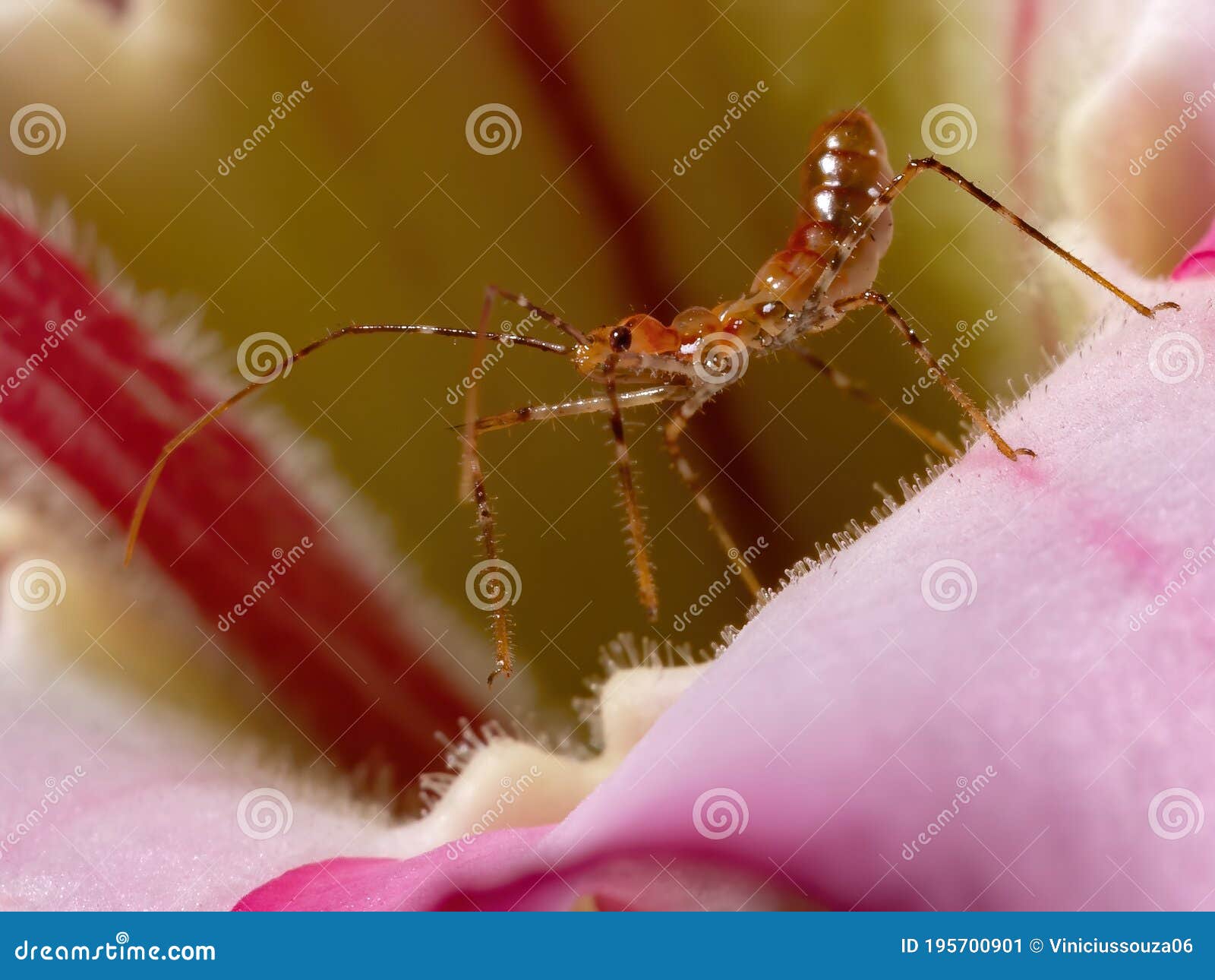 Assassin Bug nymph stock image. Image of entomology - 195700901