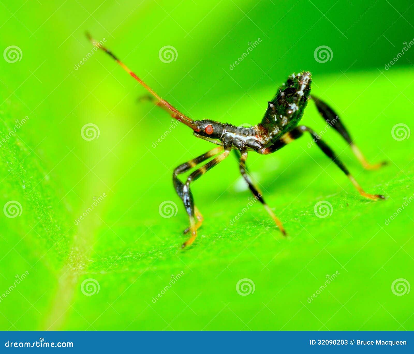Assassin Bug Nymph Royalty-Free Stock Image | CartoonDealer.com #32090560