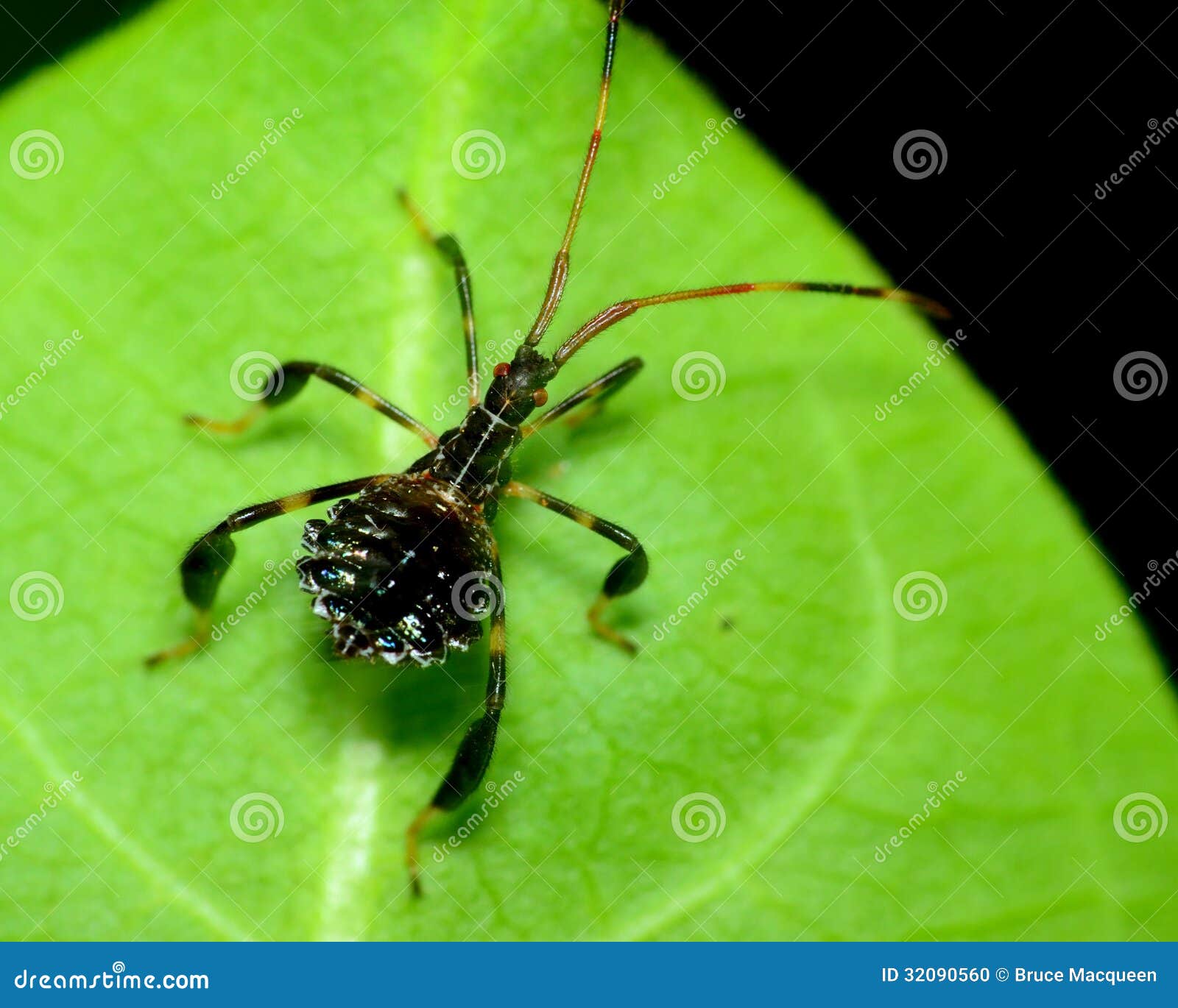 Assassin Bug Nymph Royalty-Free Stock Image | CartoonDealer.com #32090560