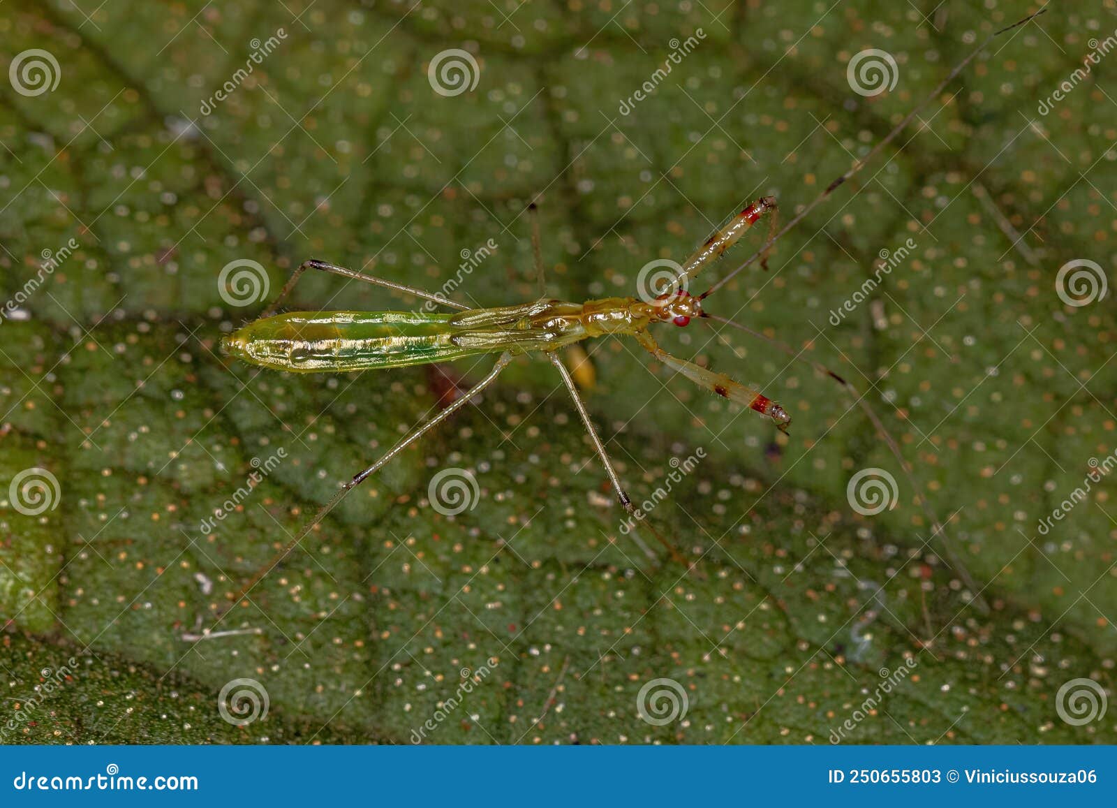 Assassin Bug Nymph stock image. Image of bactrodinae - 250655803