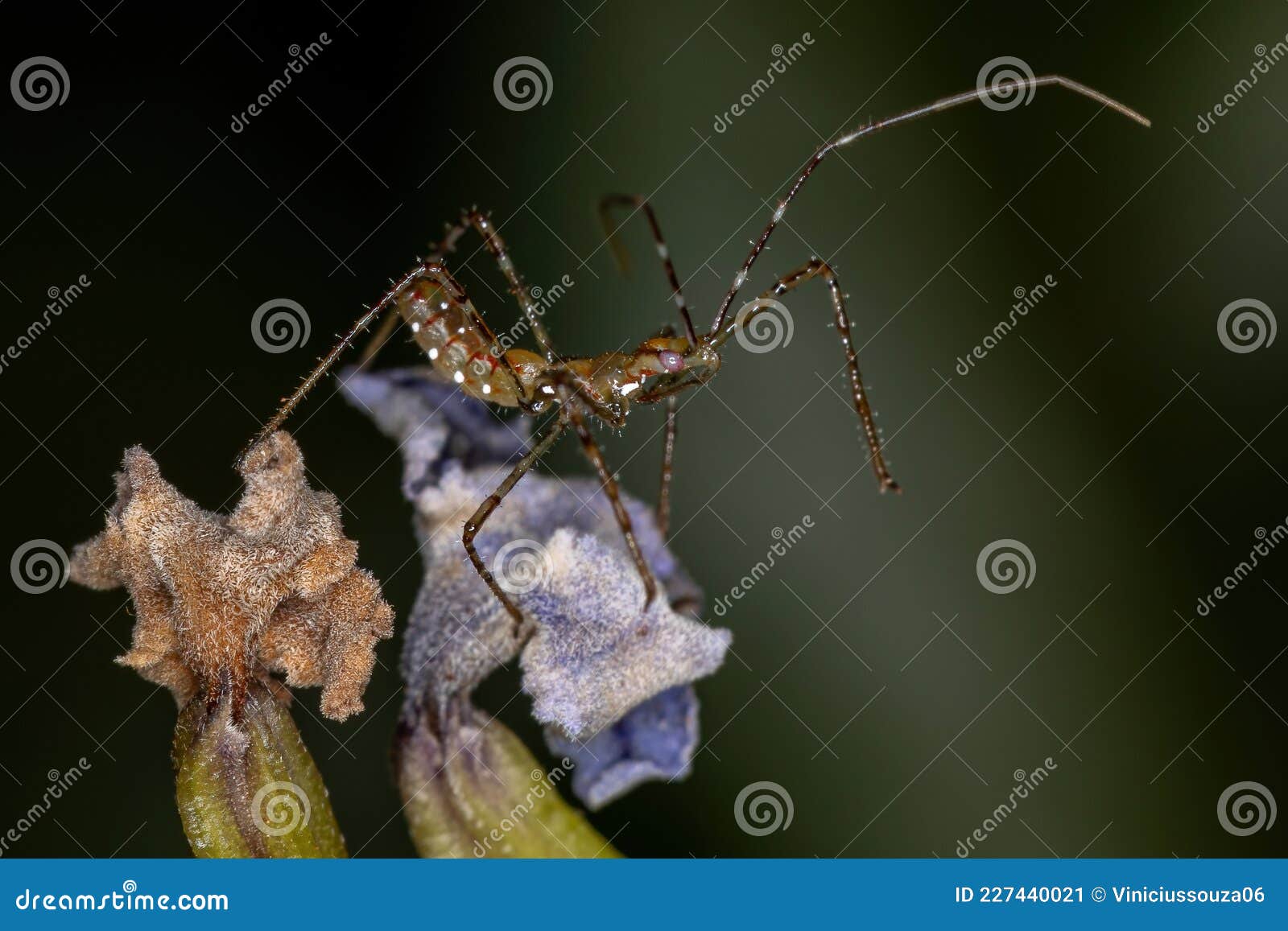 Assassin Bug Nymph stock image. Image of animals, predator - 227440021