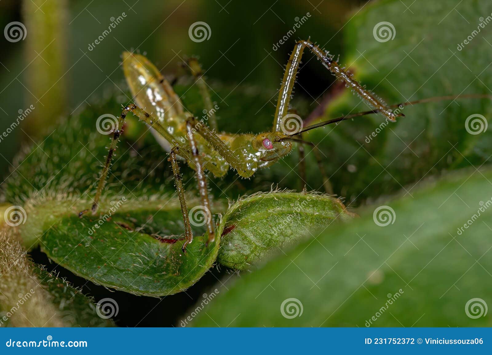Assassin Bug Nymph stock photo. Image of assassin, isolated - 231752372