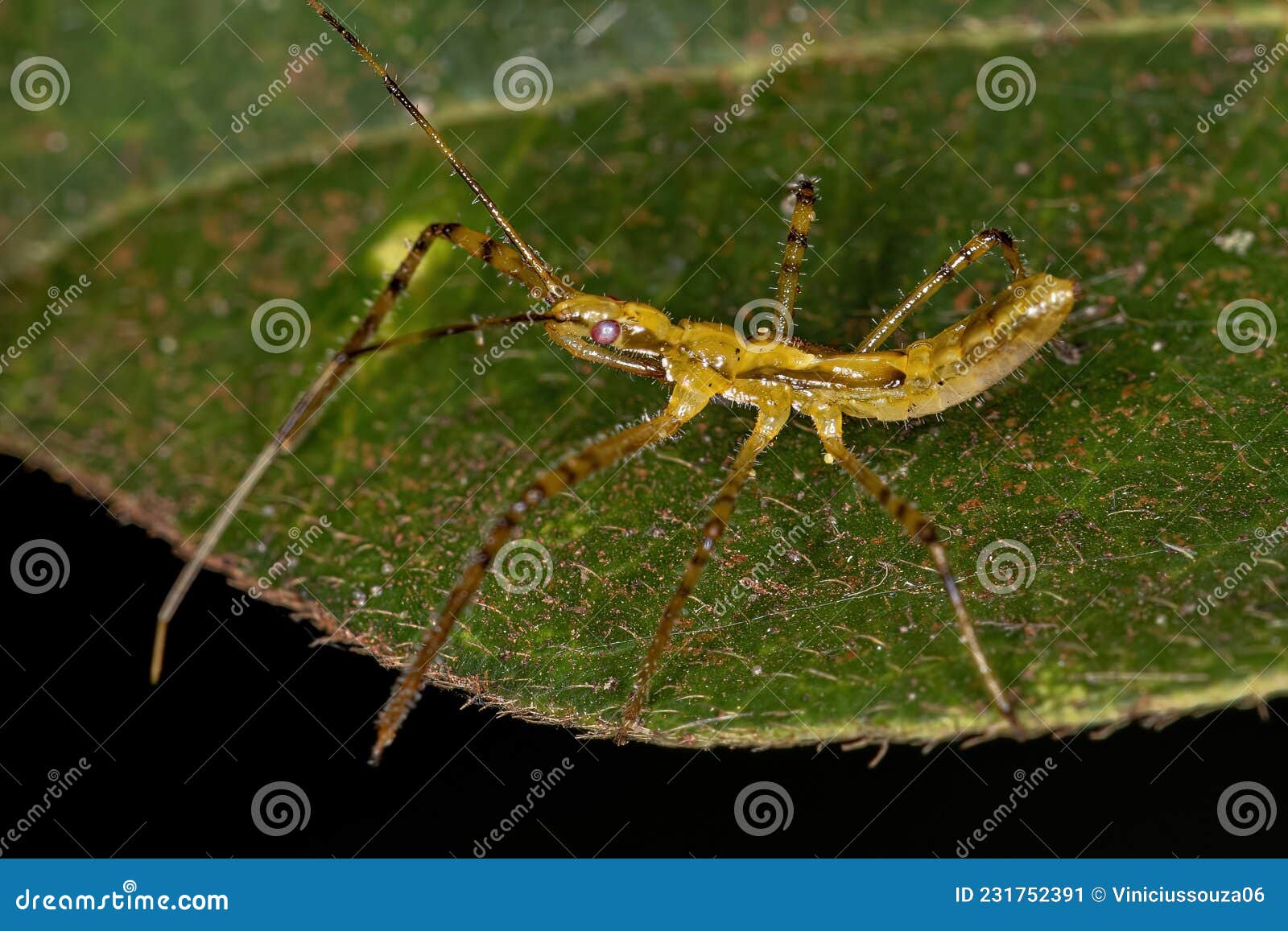 Assassin Bug Nymph stock image. Image of nature, nymph - 231752391