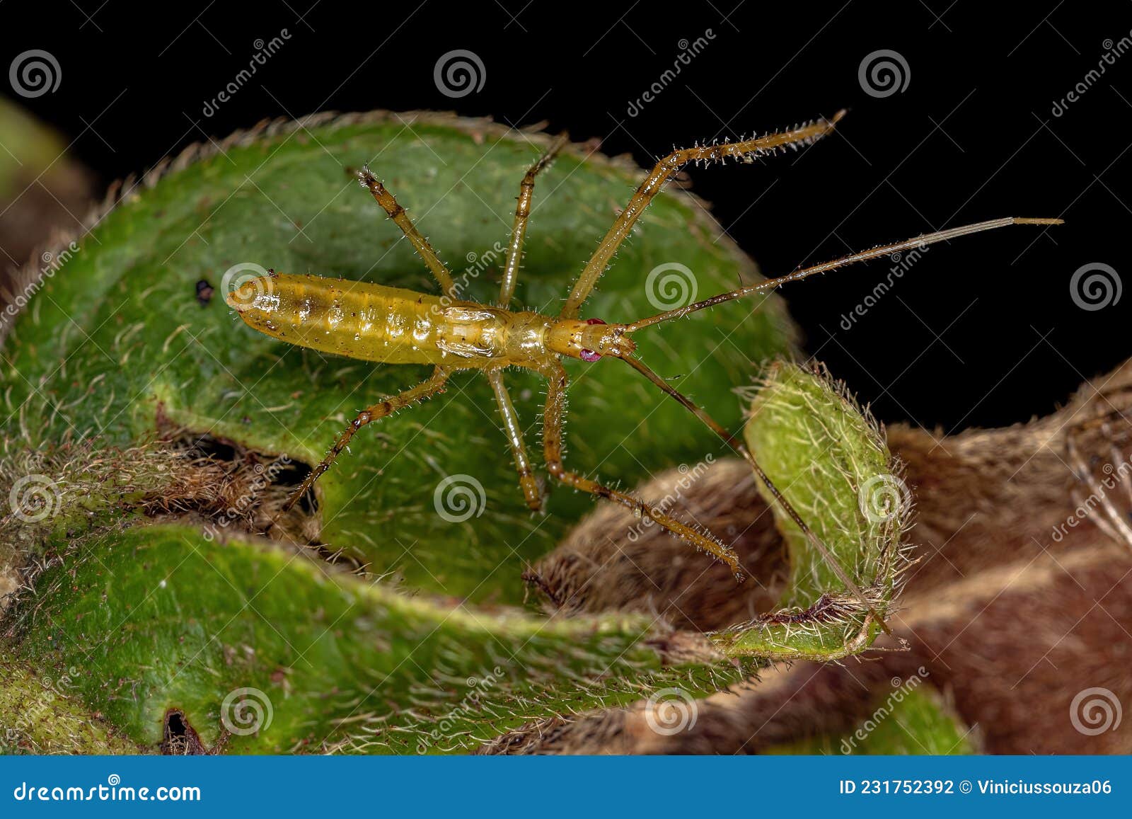 Assassin Bug Nymph stock photo. Image of atopozelus - 231752392