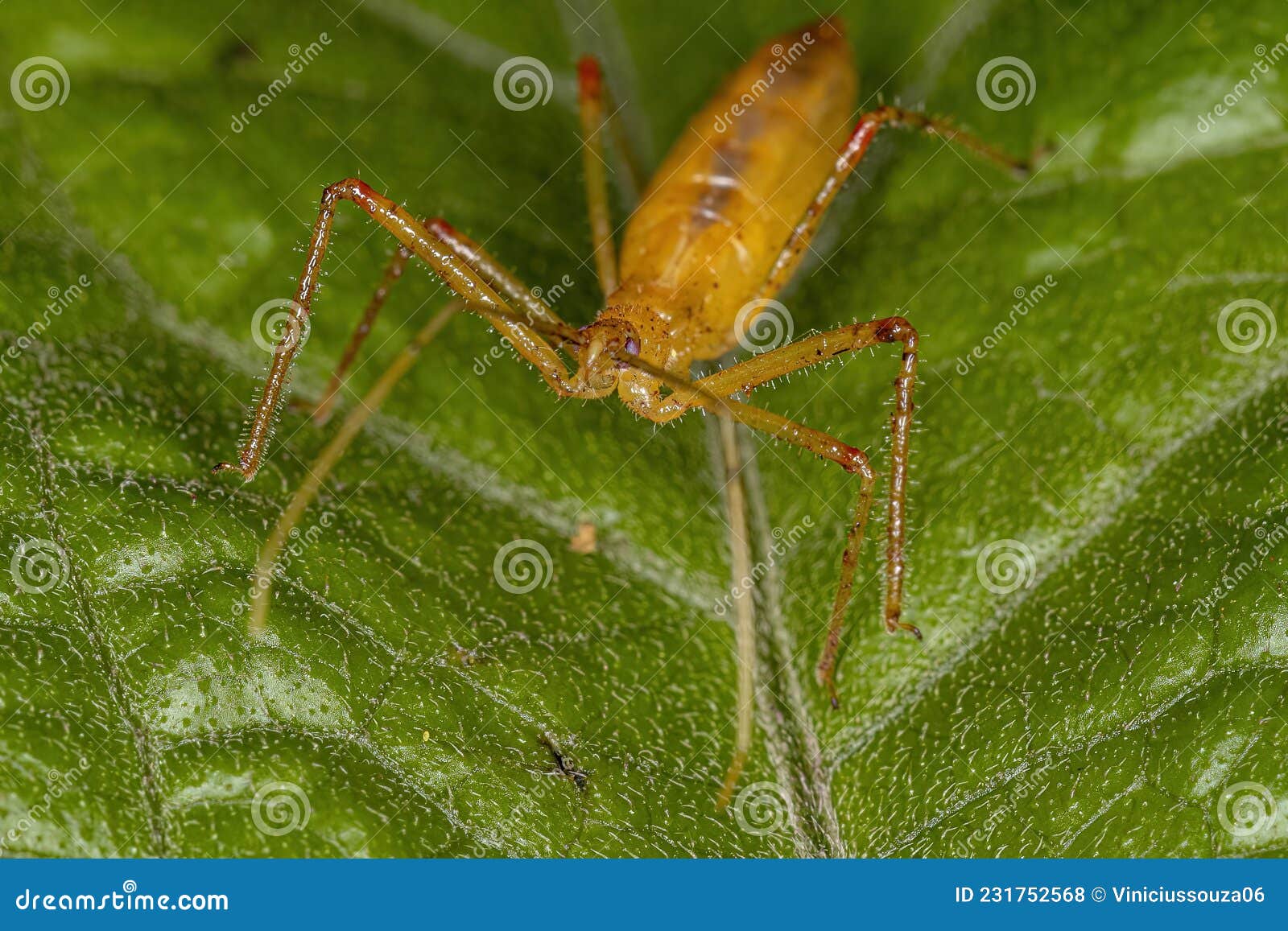 Assassin Bug Nymph stock photo. Image of assassin, nature - 231752568