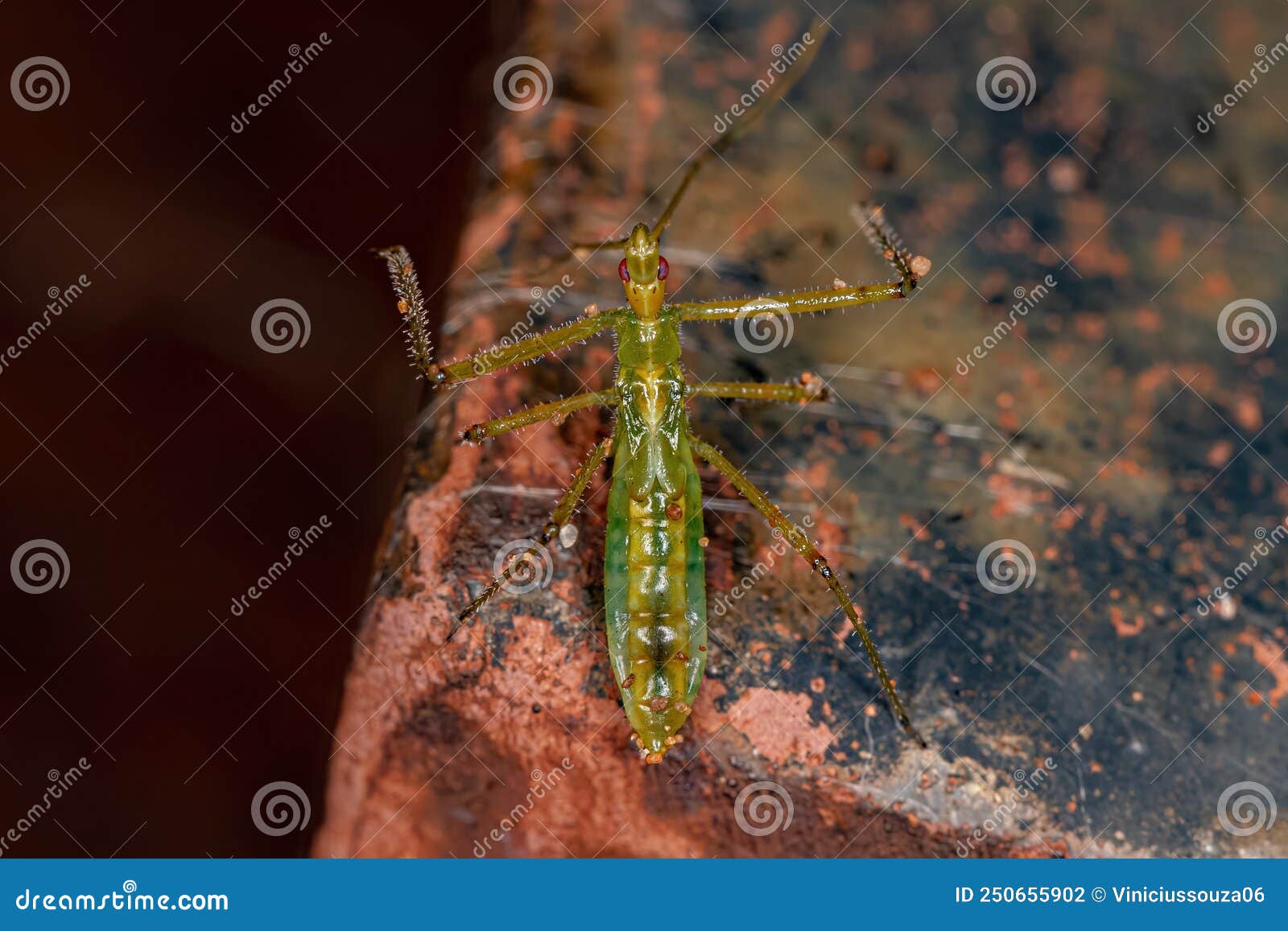Assassin Bug Nymph stock photo. Image of nymph, detail - 250655902