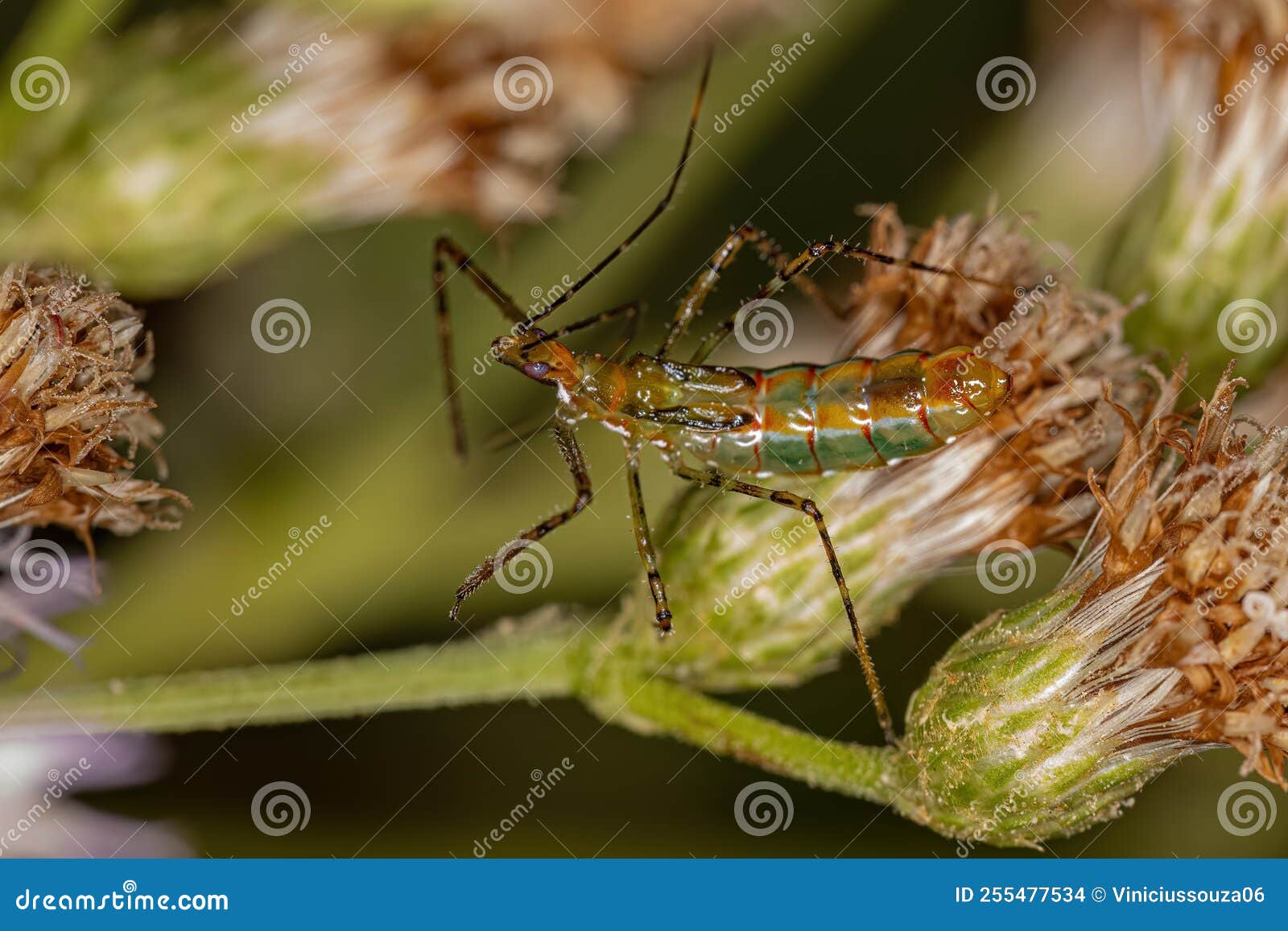 Assassin Bug Nymph stock photo. Image of zelus, predator - 255477534