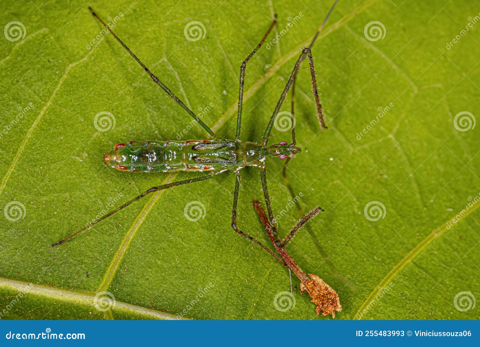 Assassin Bug Nymph stock image. Image of reduviidae - 255483993