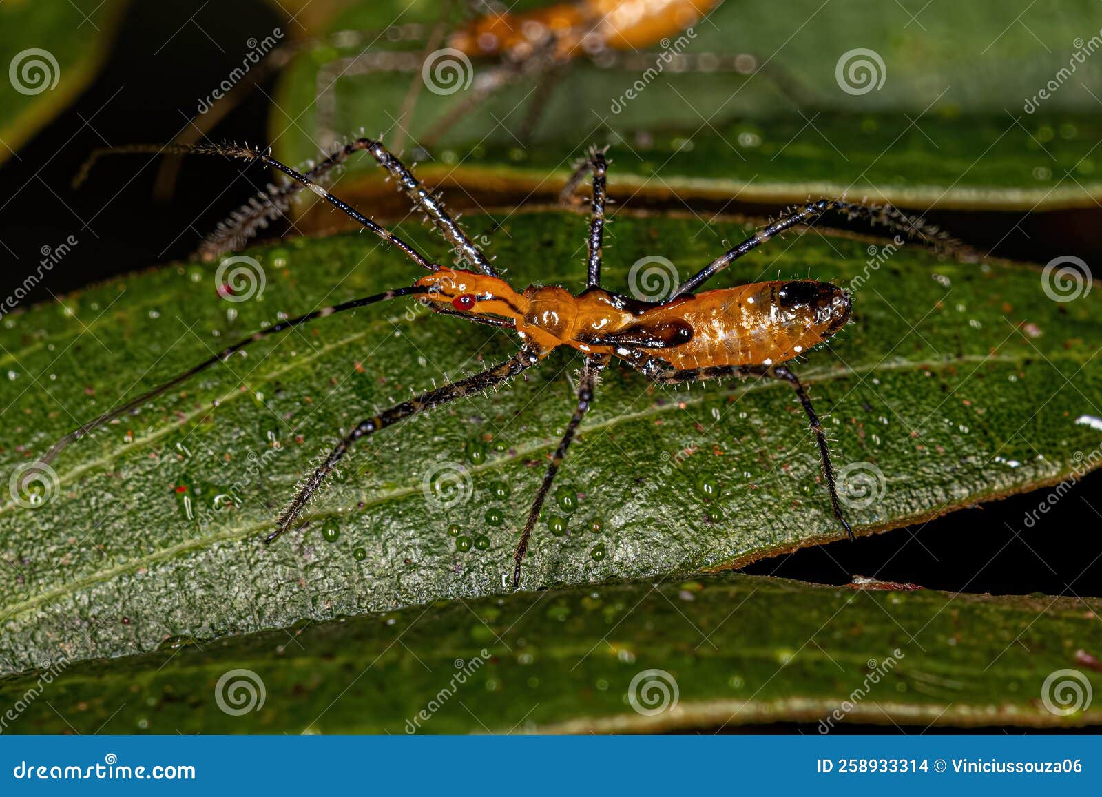 Assassin Bug Nymph stock photo. Image of wild, nymph - 258933314