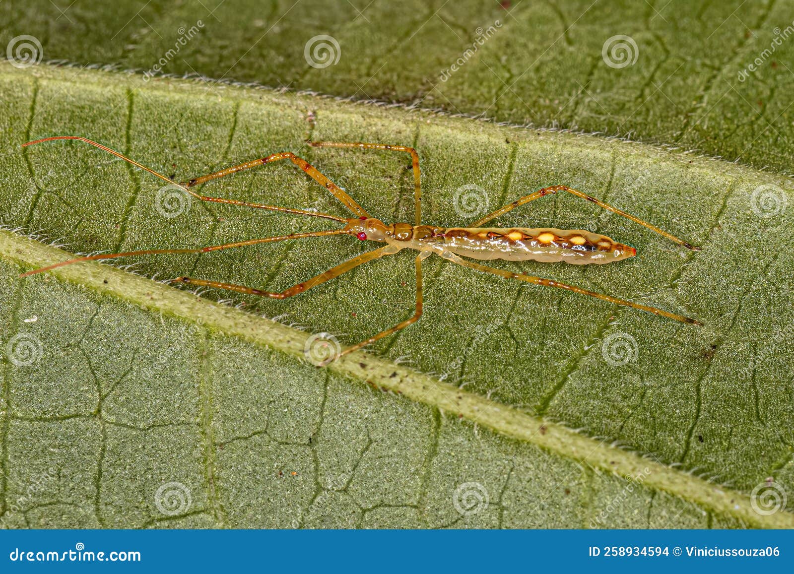 Assassin Bug Nymph stock photo. Image of nature, entomology - 258934594