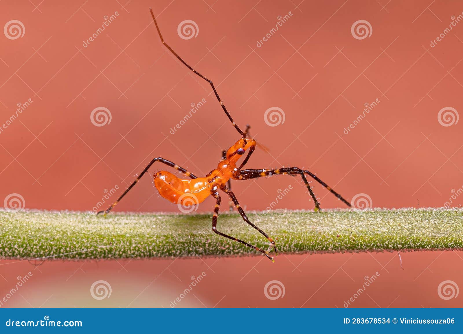 Assassin Bug Nymph stock photo. Image of nature, detail - 283678534