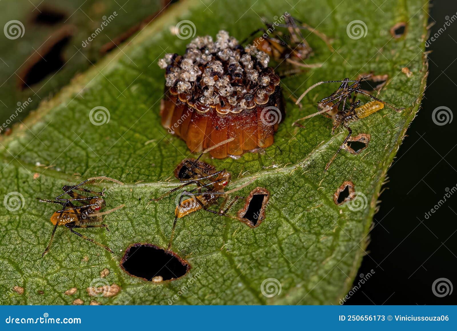 Assassin Bug Nymphs with Eggs Stock Image - Image of eggs, true: 250656173
