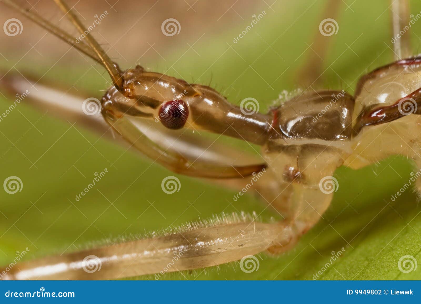 Assassin Bug portrait stock photo. Image of flora, close - 9949802