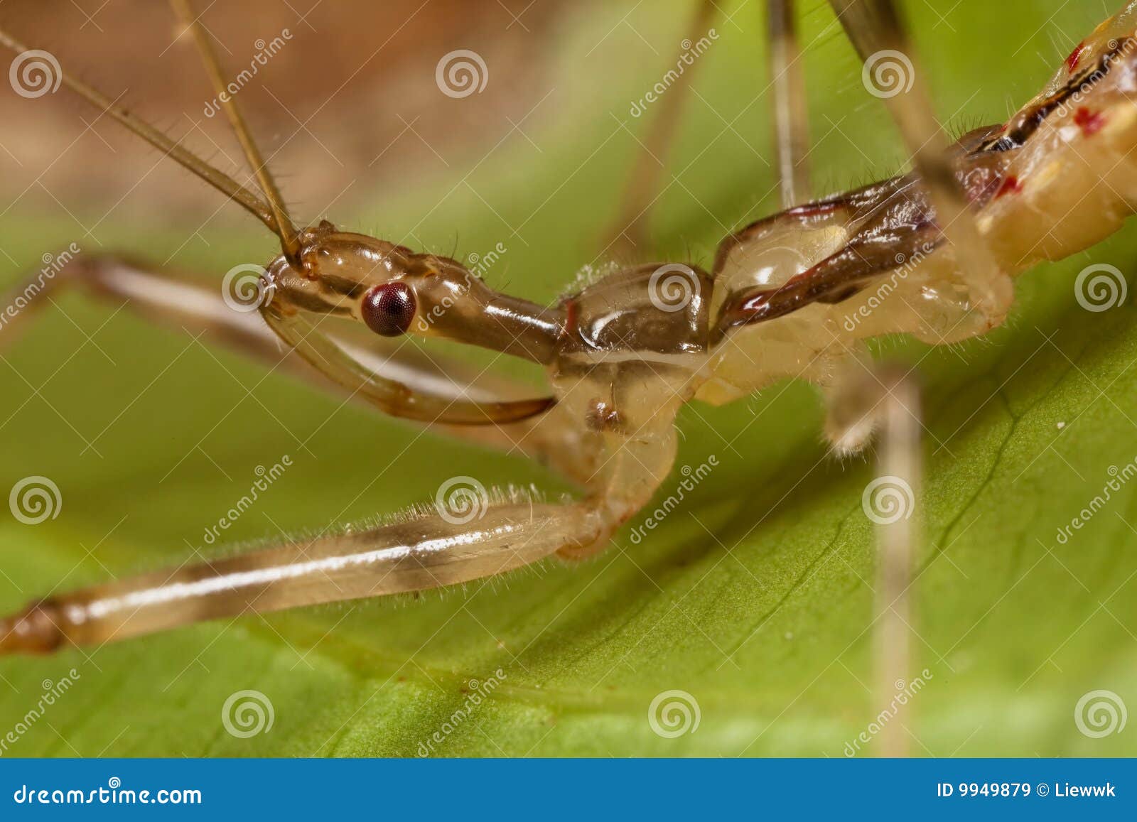 Assassin Bug portrait stock image. Image of outdoor, cosmopolitan - 9949879