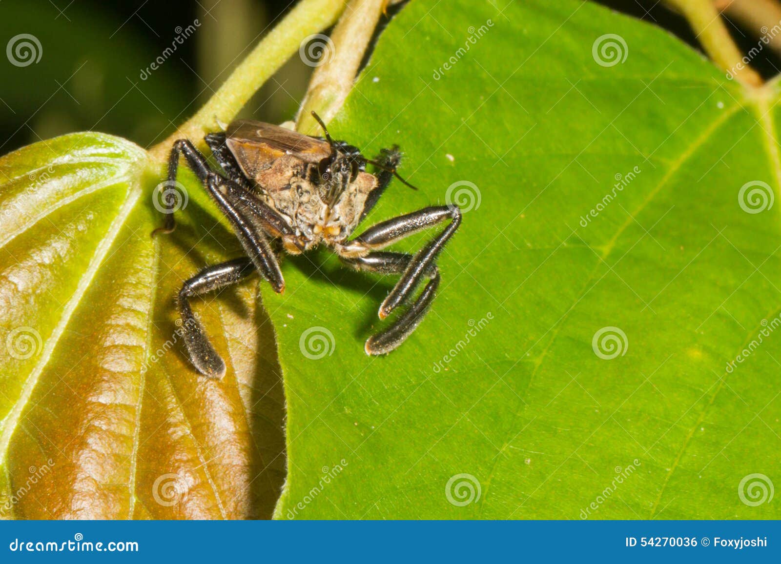 Assassin Bug stock photo. Image of colon, panama, fauna - 54270036