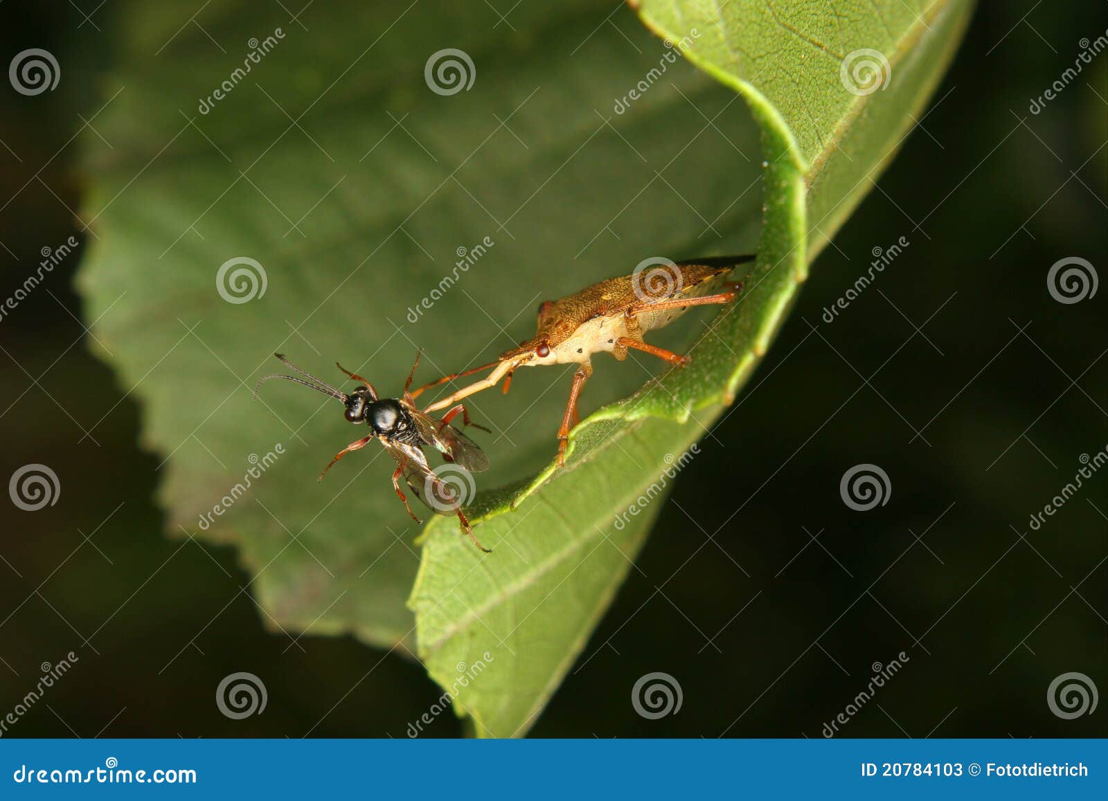 Assassin bug (Reduviidae) stock image. Image of natural - 20784103