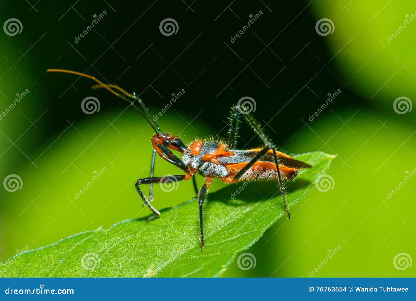 Assassin Bug , Reduviidae,bugs. Stock Photo - Image of bugs, beetle ...