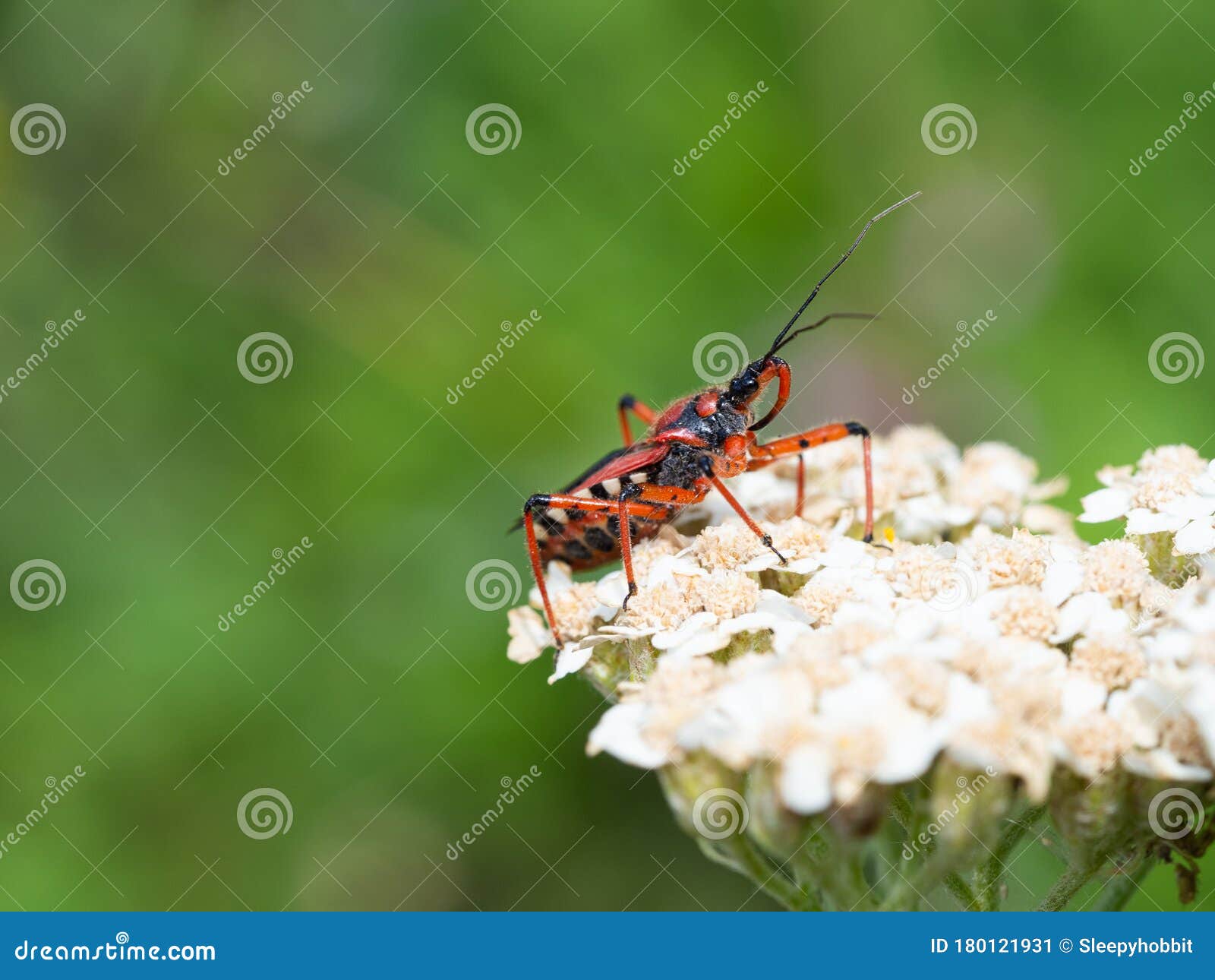 Assassin Bug Rhynocoris Iracundus Sitting on a Flower Stock Image ...