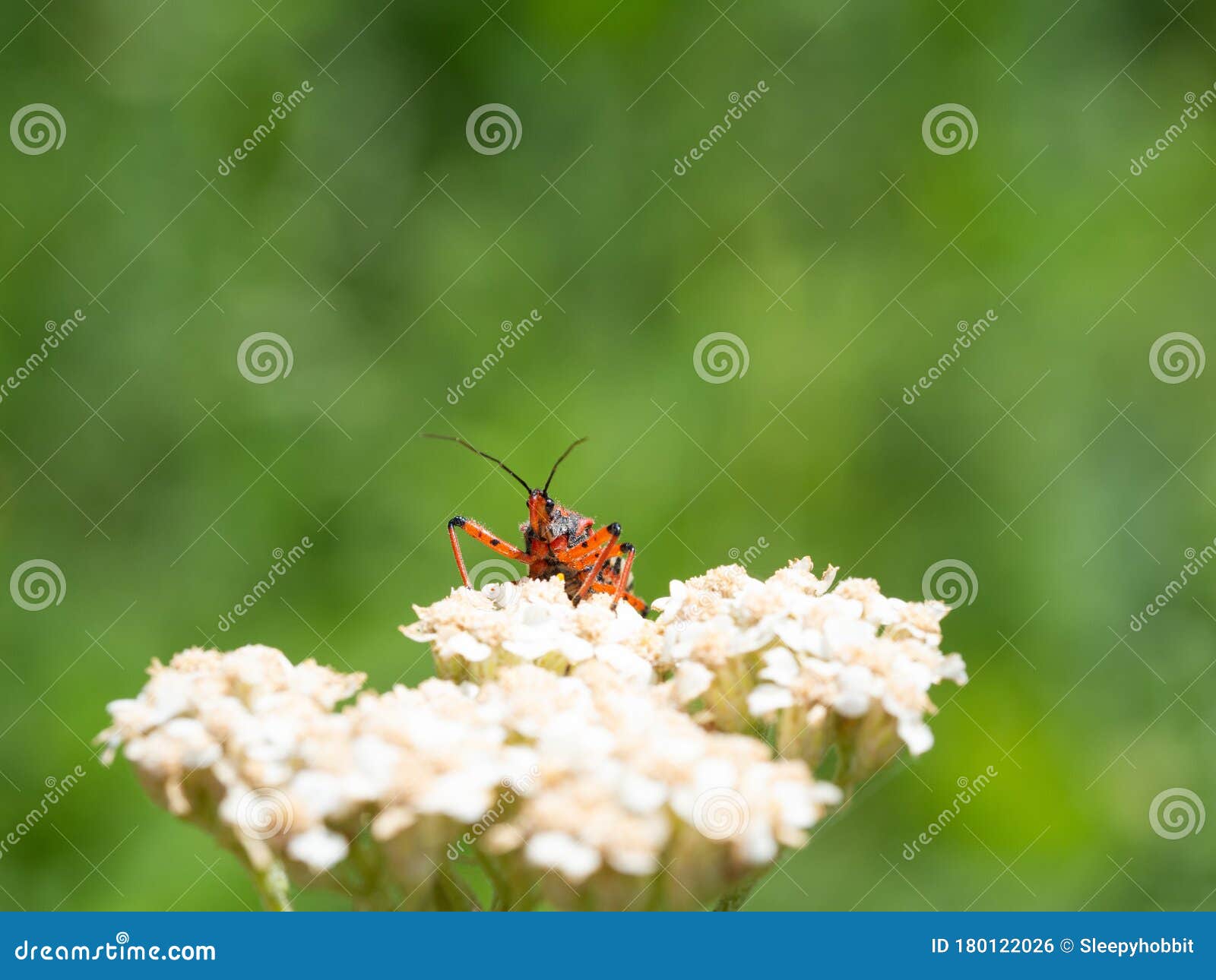 Assassin Bug Rhynocoris Iracundus Sitting on a Flower Stock Photo ...