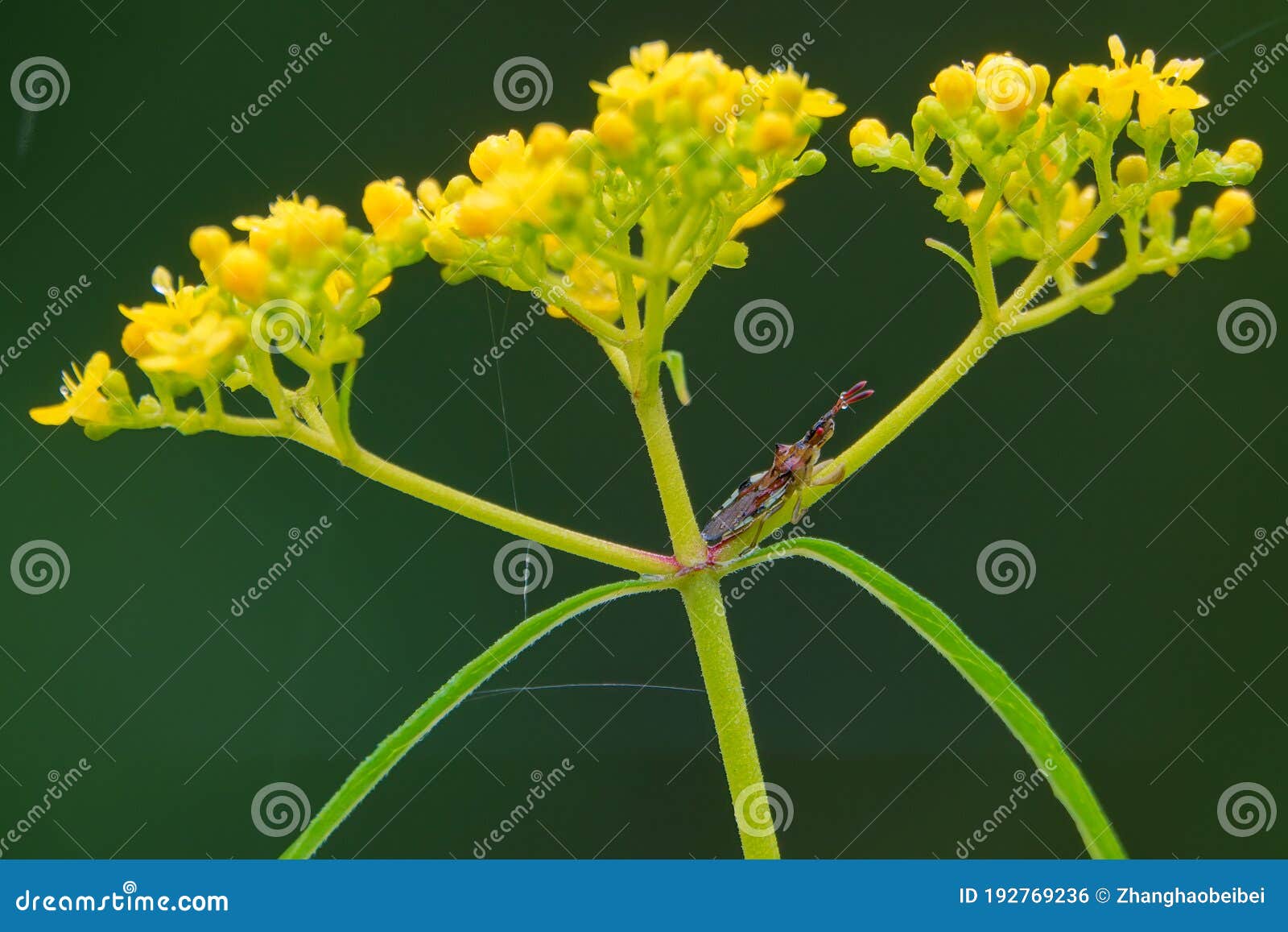 Flower and Assassin bug stock photo. Image of yellow - 192769236