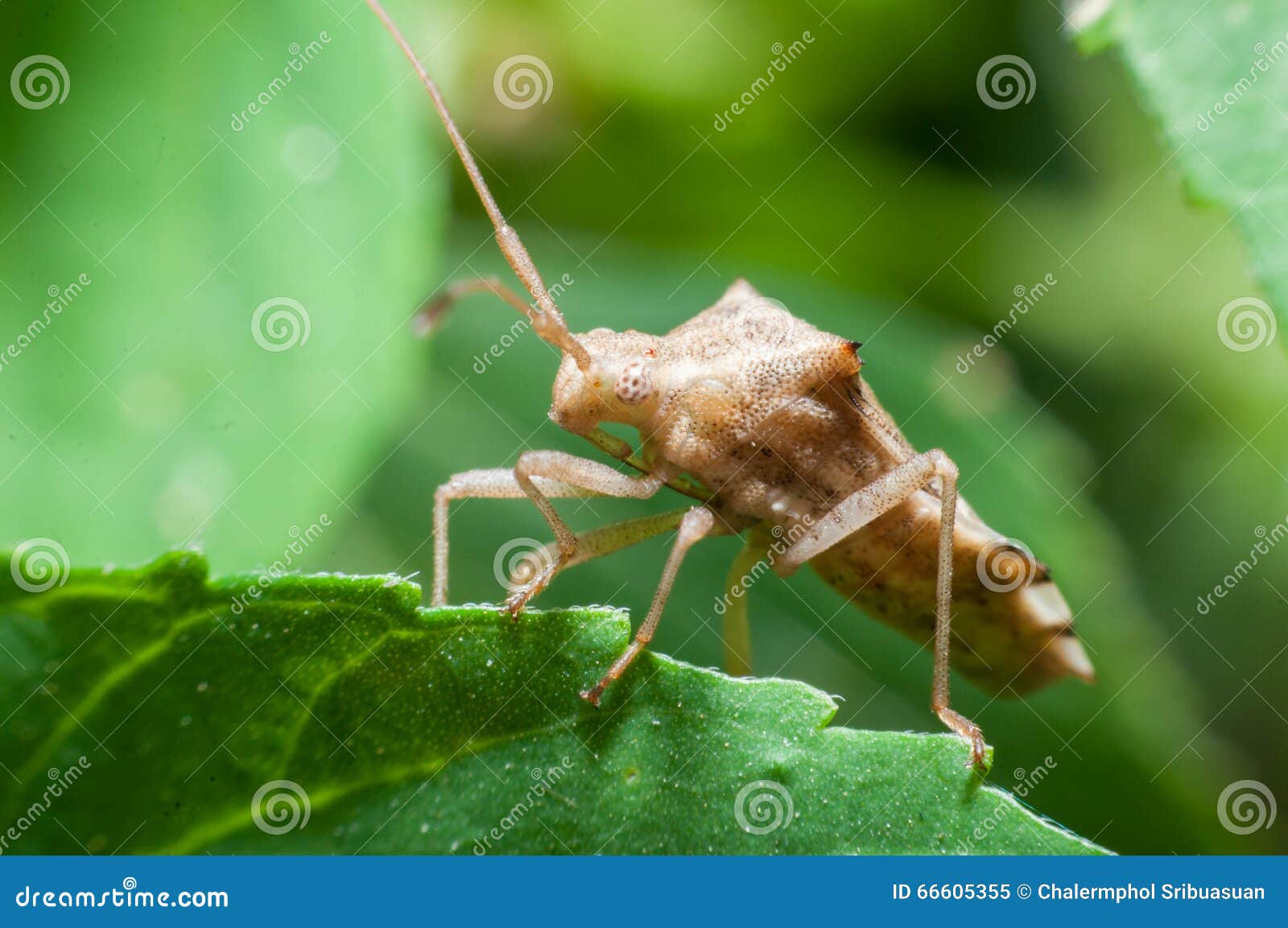 Assassin bug stock image. Image of macro, invertebrate - 66605355