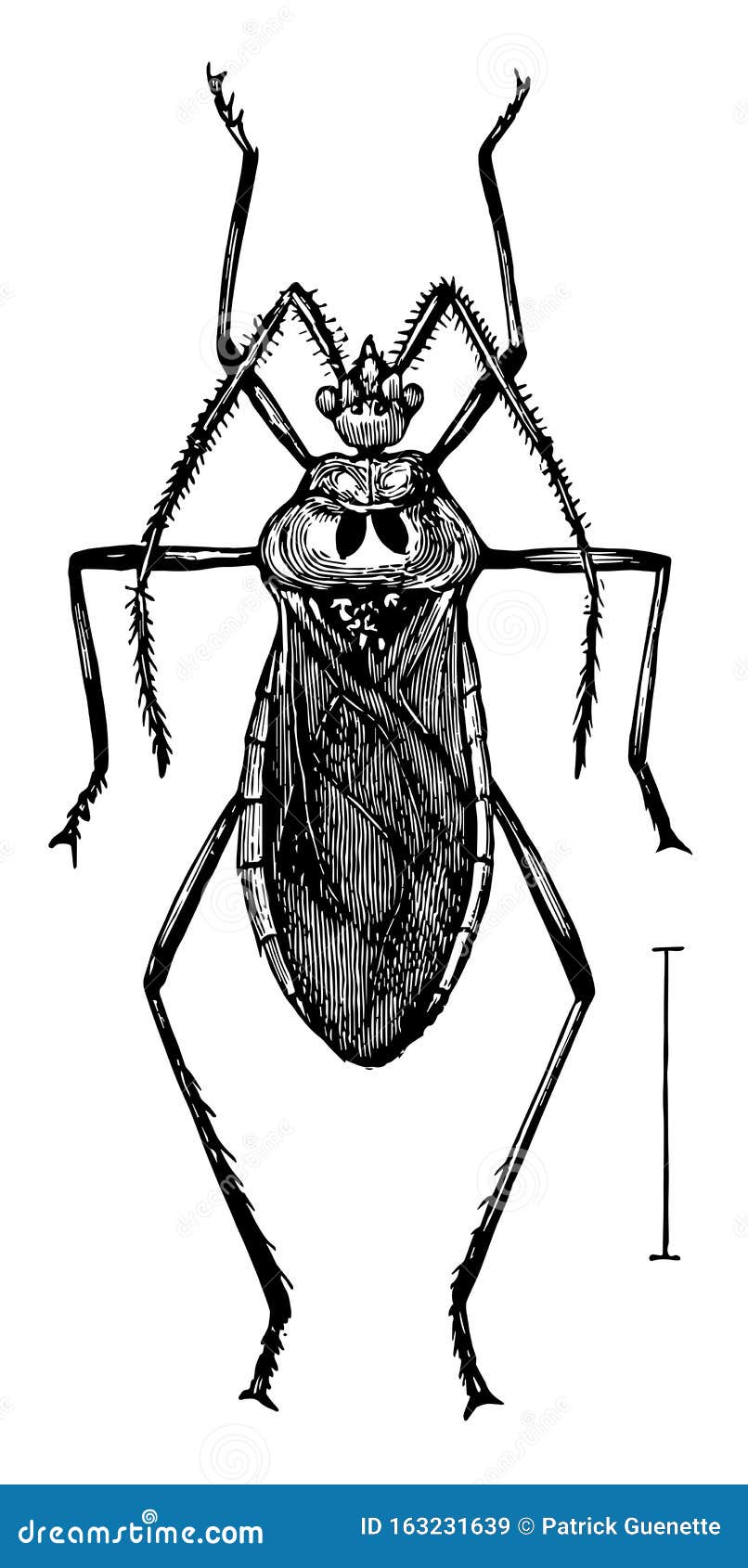 Assassin Bug, Vintage Illustration Stock Vector - Illustration of black ...