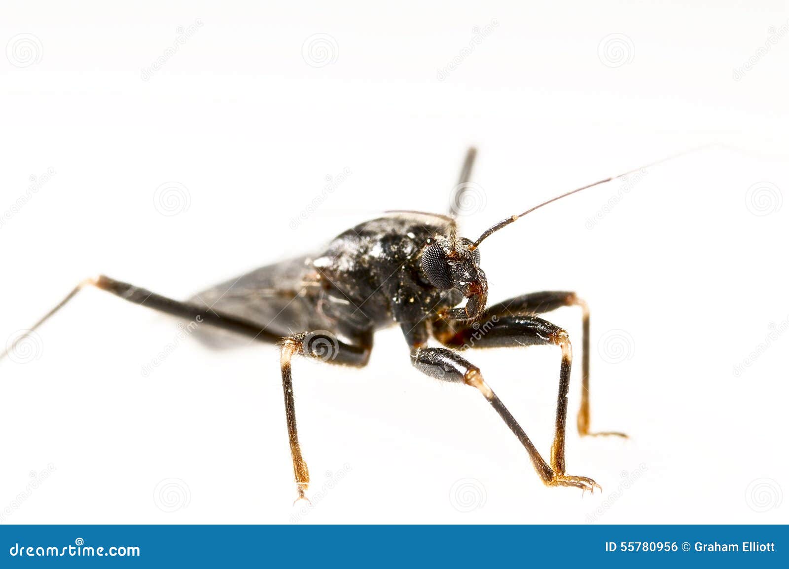 Assassin bug in white stock photo. Image of macro, millipede - 55780956