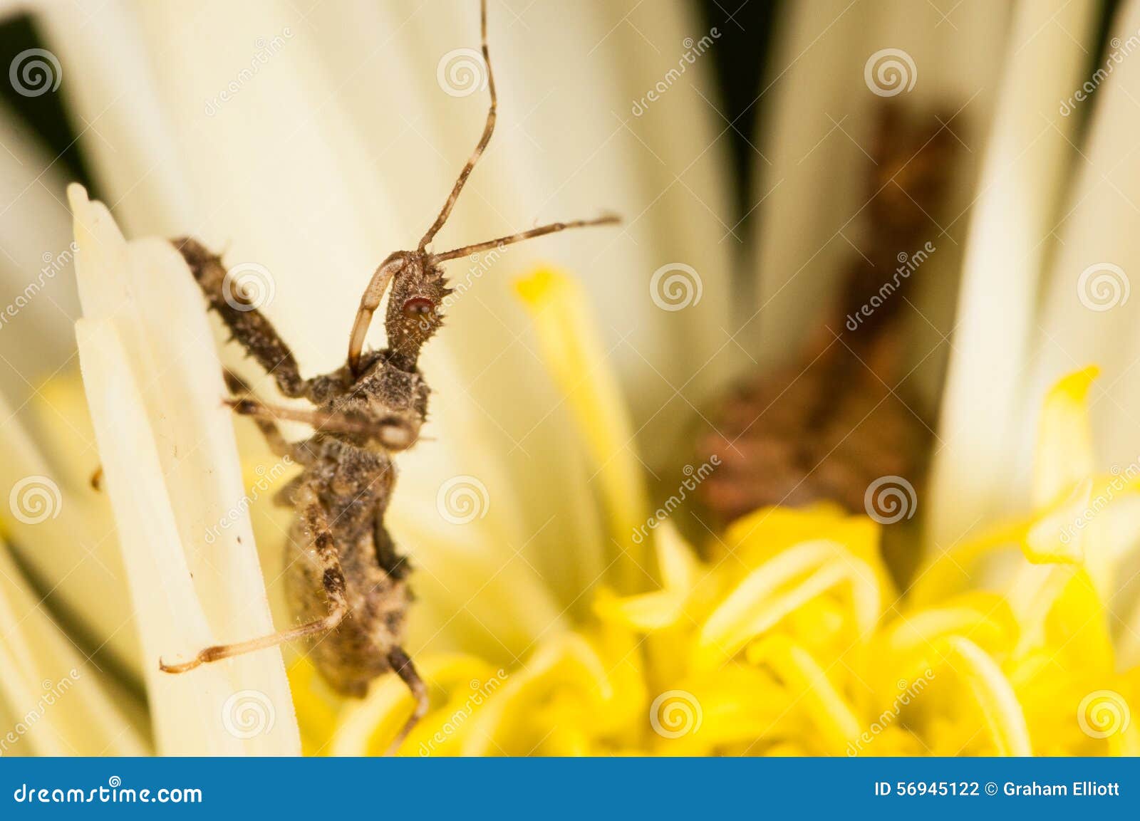 Assassin Bug on a White Flower Stock Photo - Image of closeup, black ...