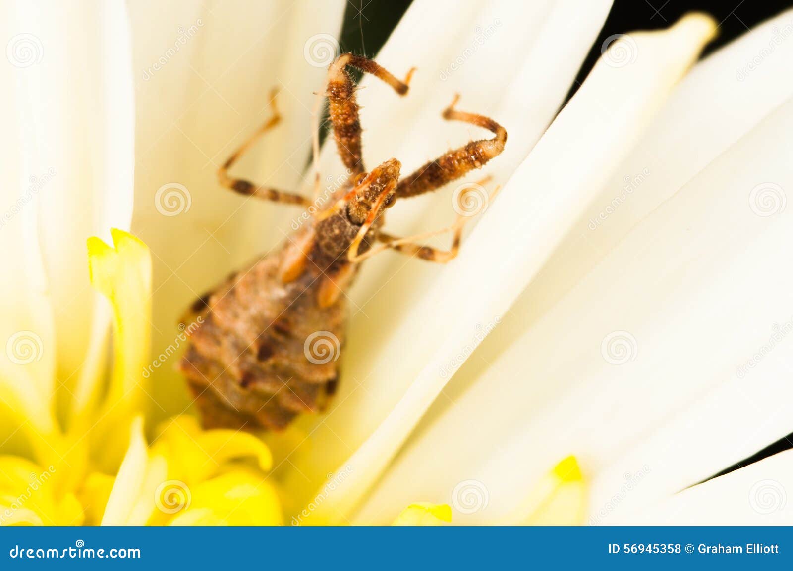 Assassin Bug on a White Flower Stock Photo - Image of blue, eating ...