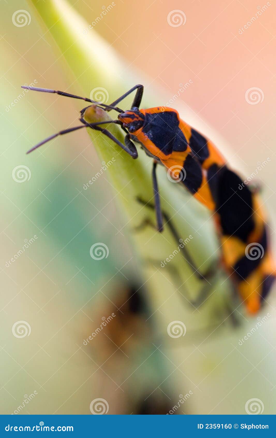 Assassin bugs mating stock photo. Image of isolated, friends - 2359160