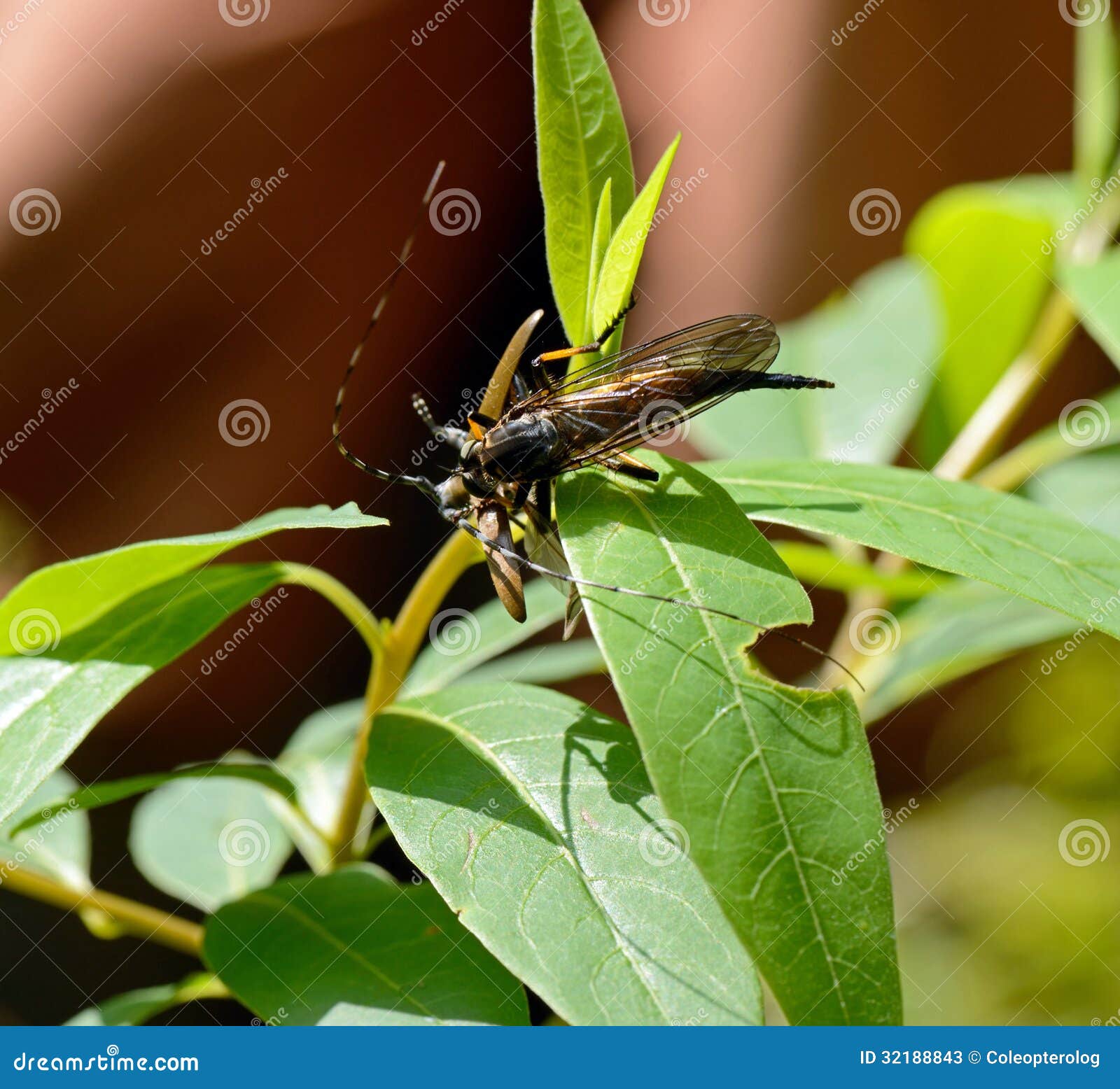 Assassin fly caught beetle stock image. Image of wildlife - 32188843