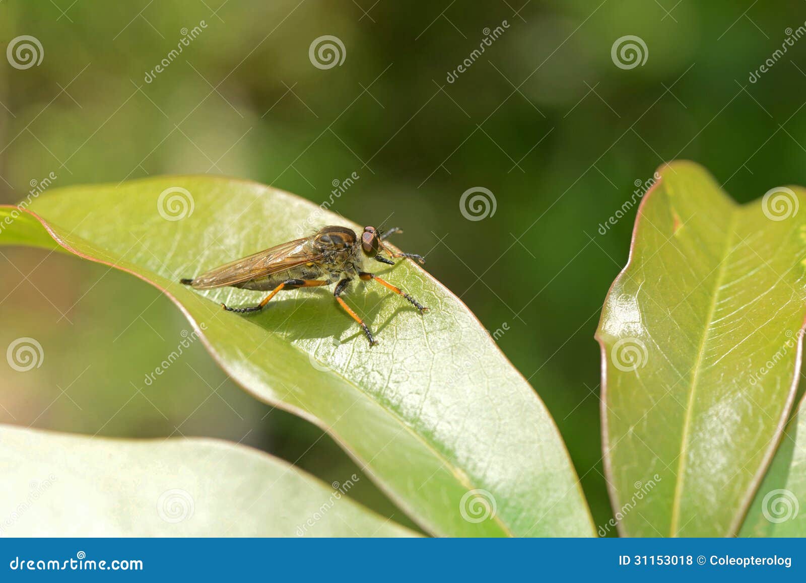 Assassin fly stock photo. Image of nature, plants, robberfly - 31153018