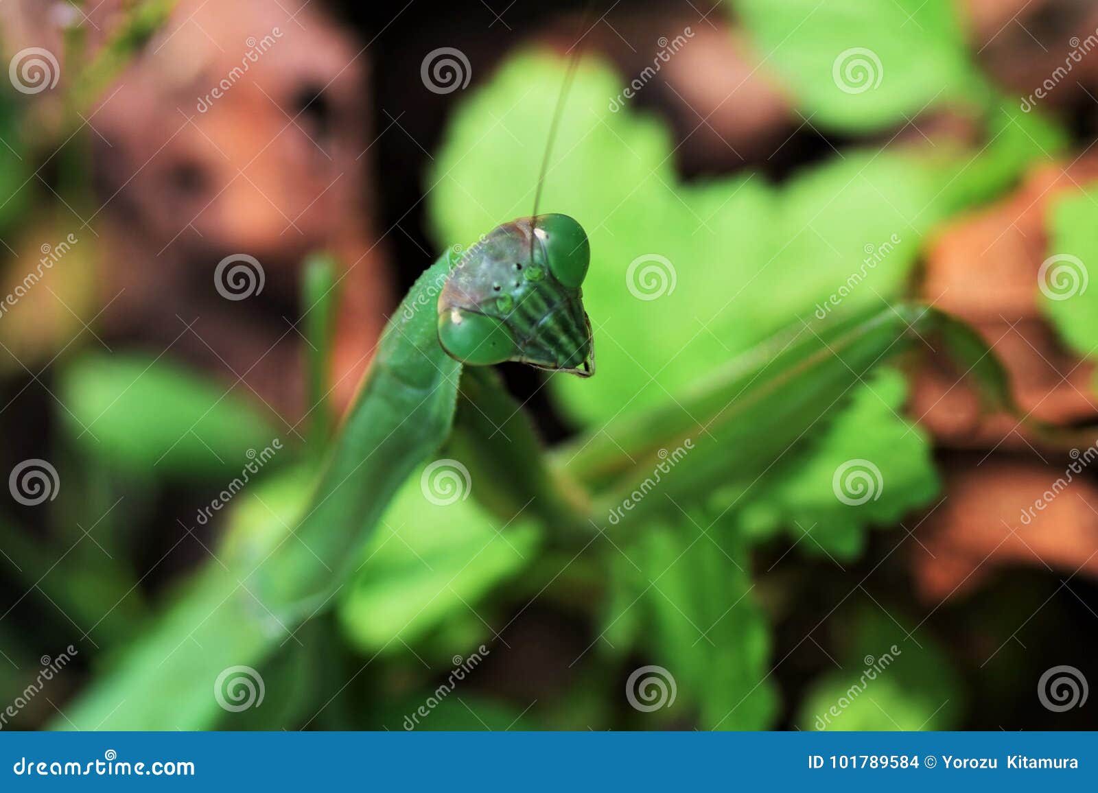 Mantis stock photo. Image of japan, asian, animals, molting - 101789584