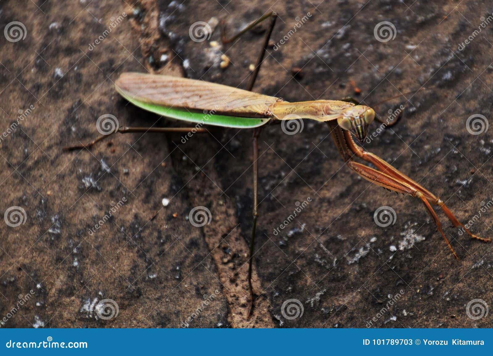 Mantis stock image. Image of insects, males, molting - 101789703