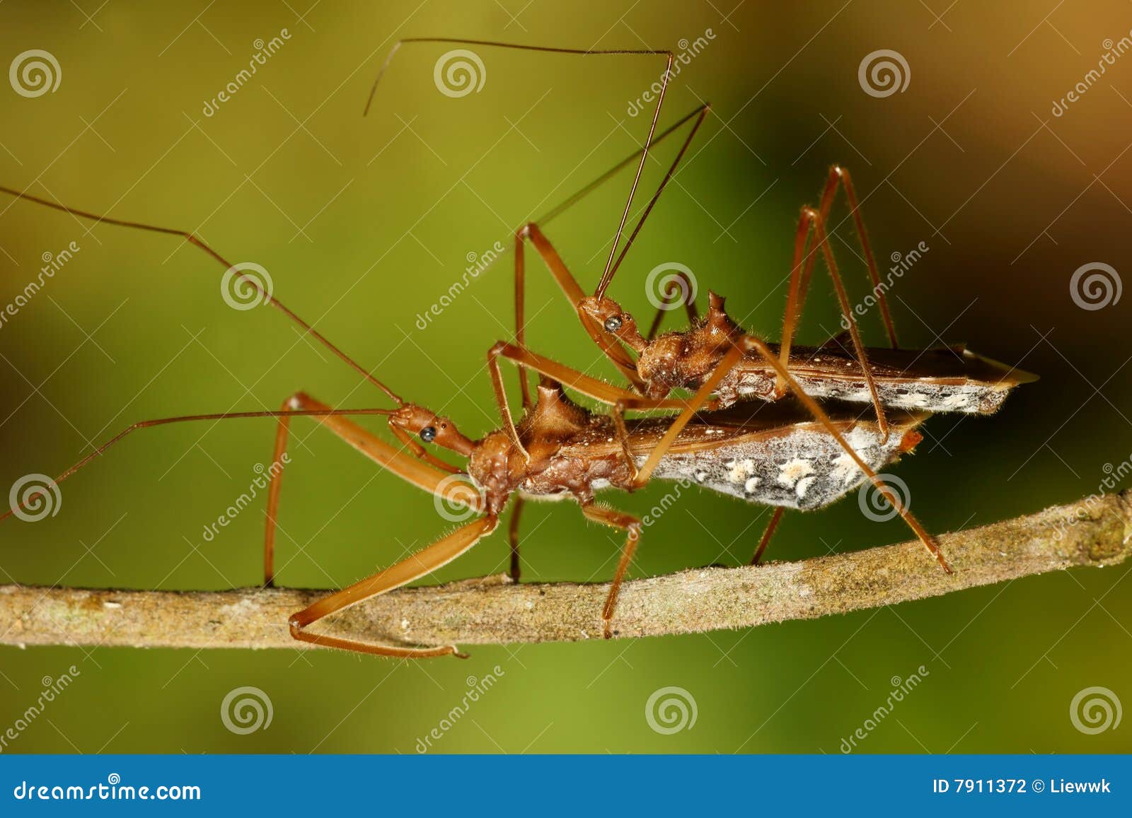Assassing bug mating macro stock photo. Image of harpactocorinae - 7911372