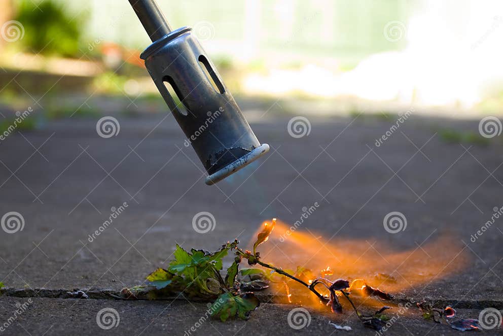 Assassino de Weed foto de stock. Imagem de weed, alimentado - 19761416