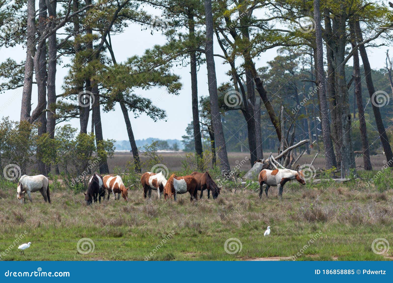 Assateague Island Wild Ponies Grazing in a Marsh Stock Image - Image of ...