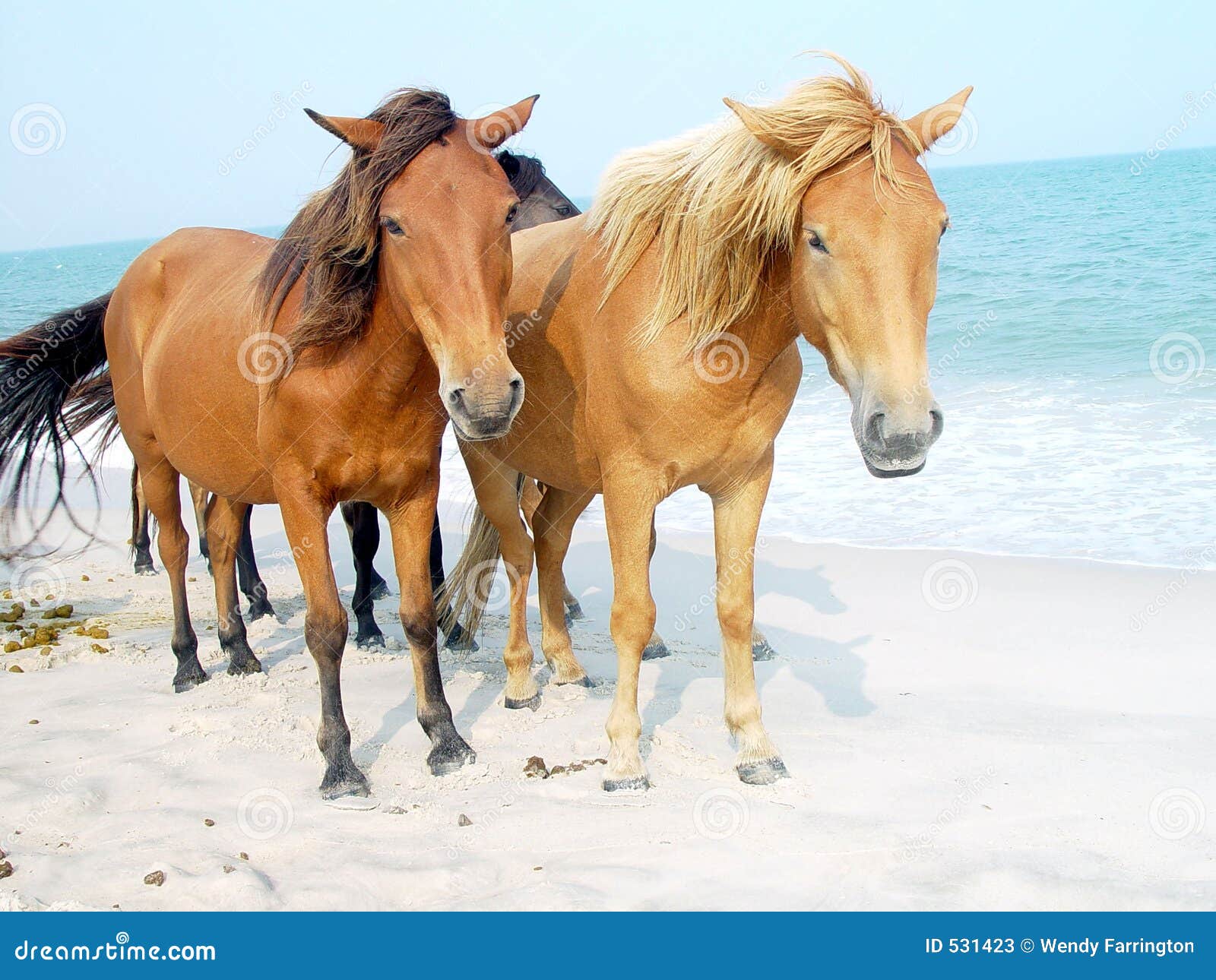 Assateague Ponies stock image. Image of wild, sand, sorrel - 531423