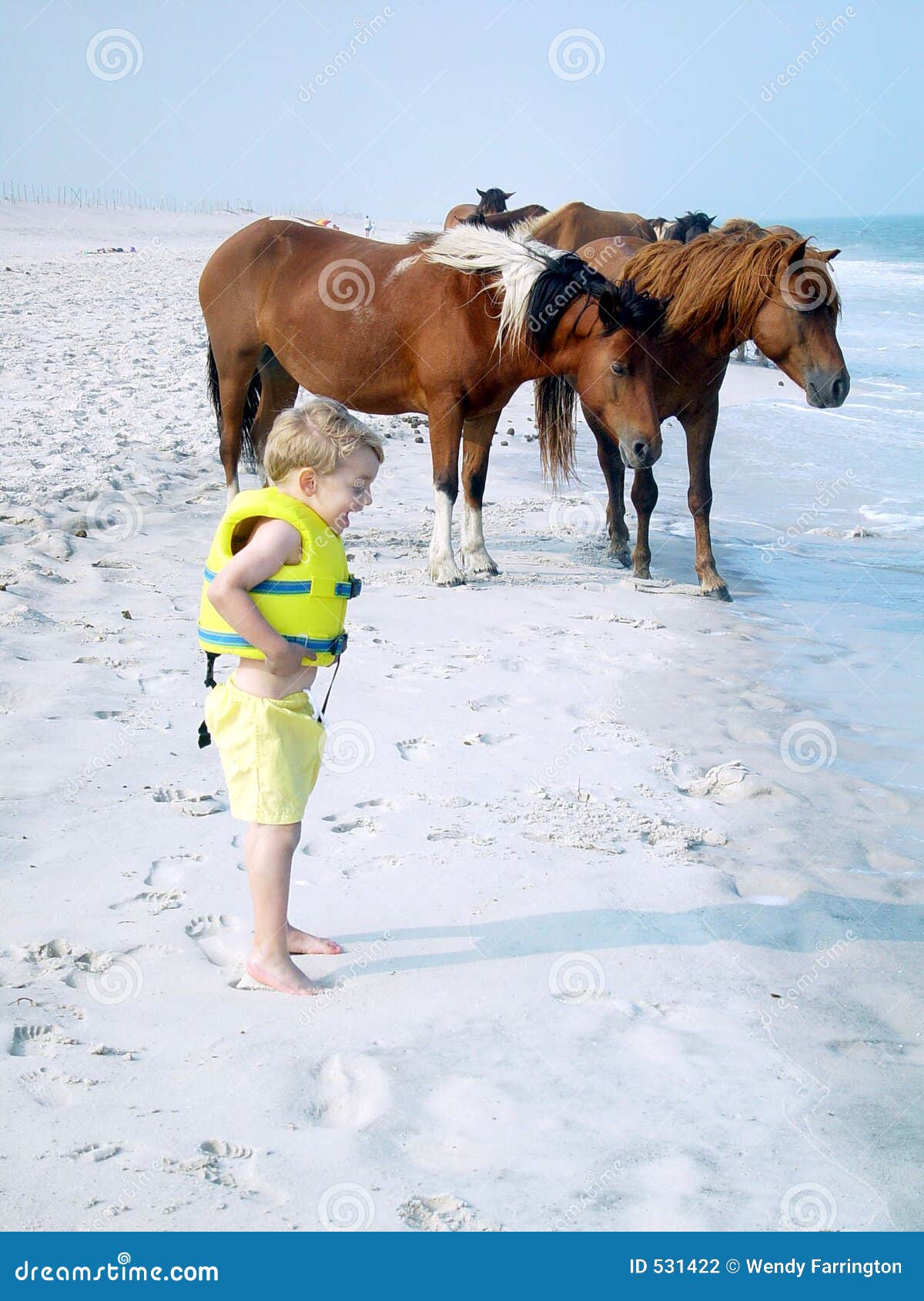 Assateague Ponies & Young Boy Stock Photo - Image of beach, ponies: 531422