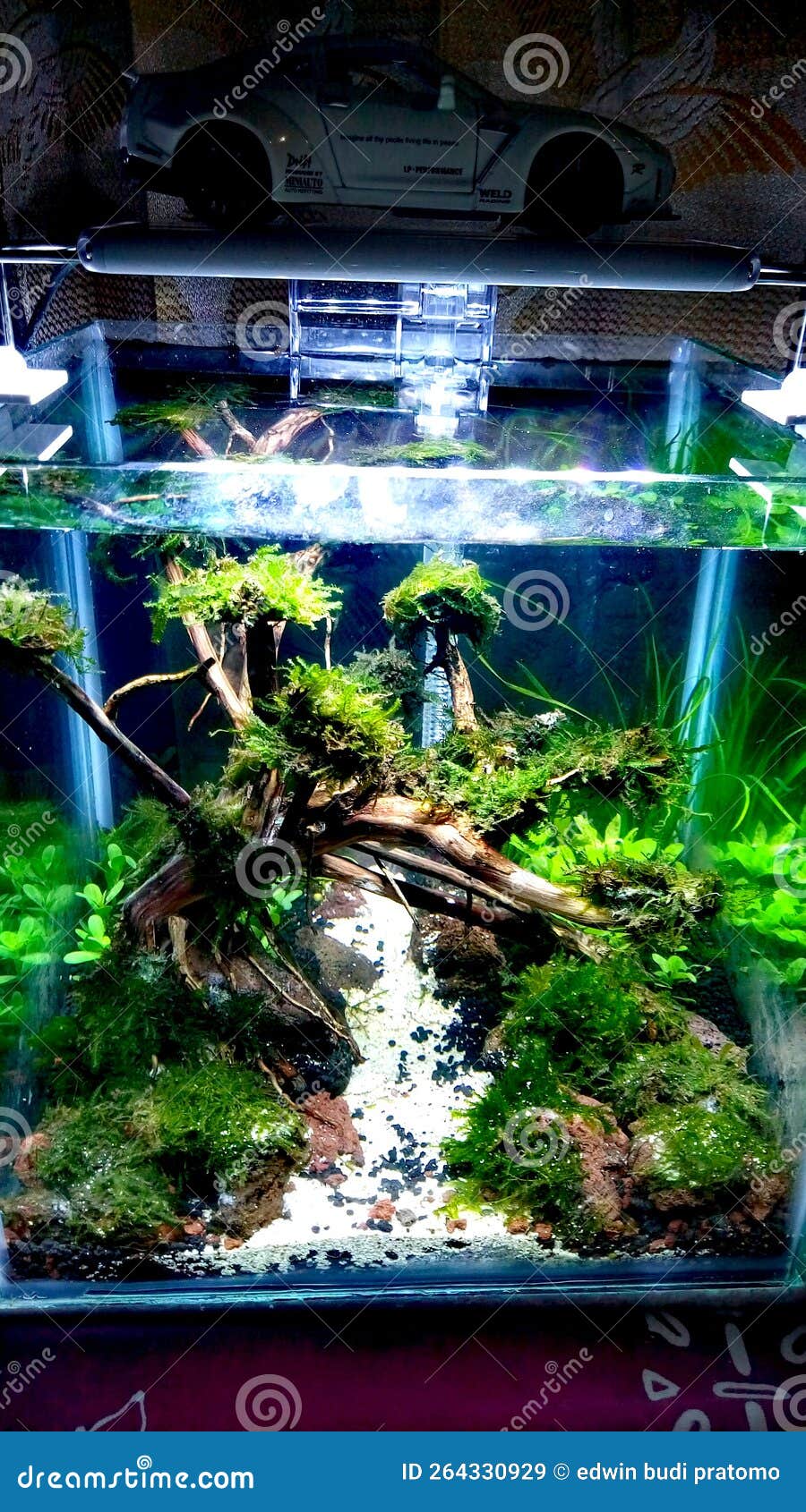 Assembling a Simple Aquascape Editorial Stock Image - Image of ...