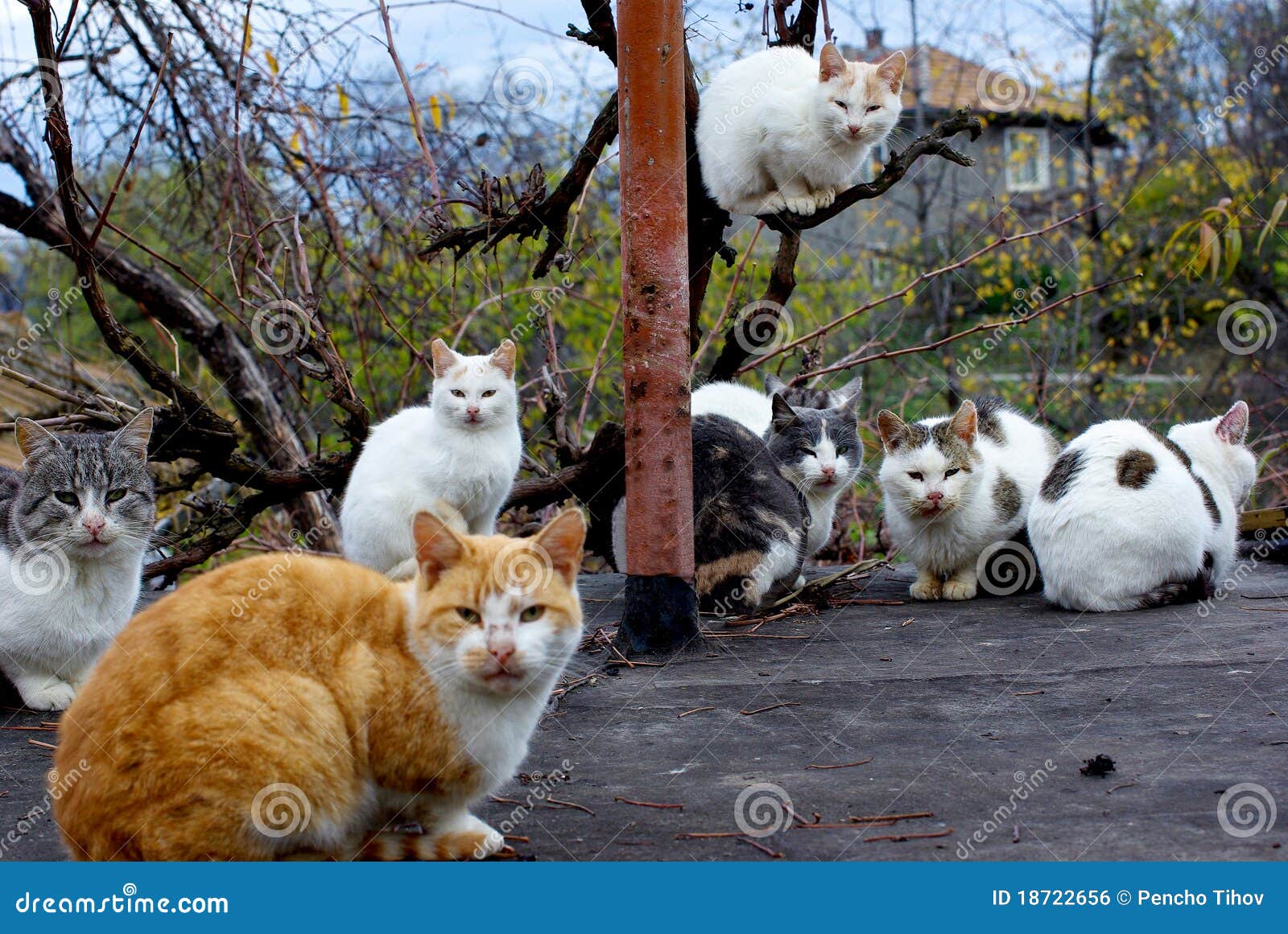 Assembly of cats. stock photo. Image of love, courtship - 18722656