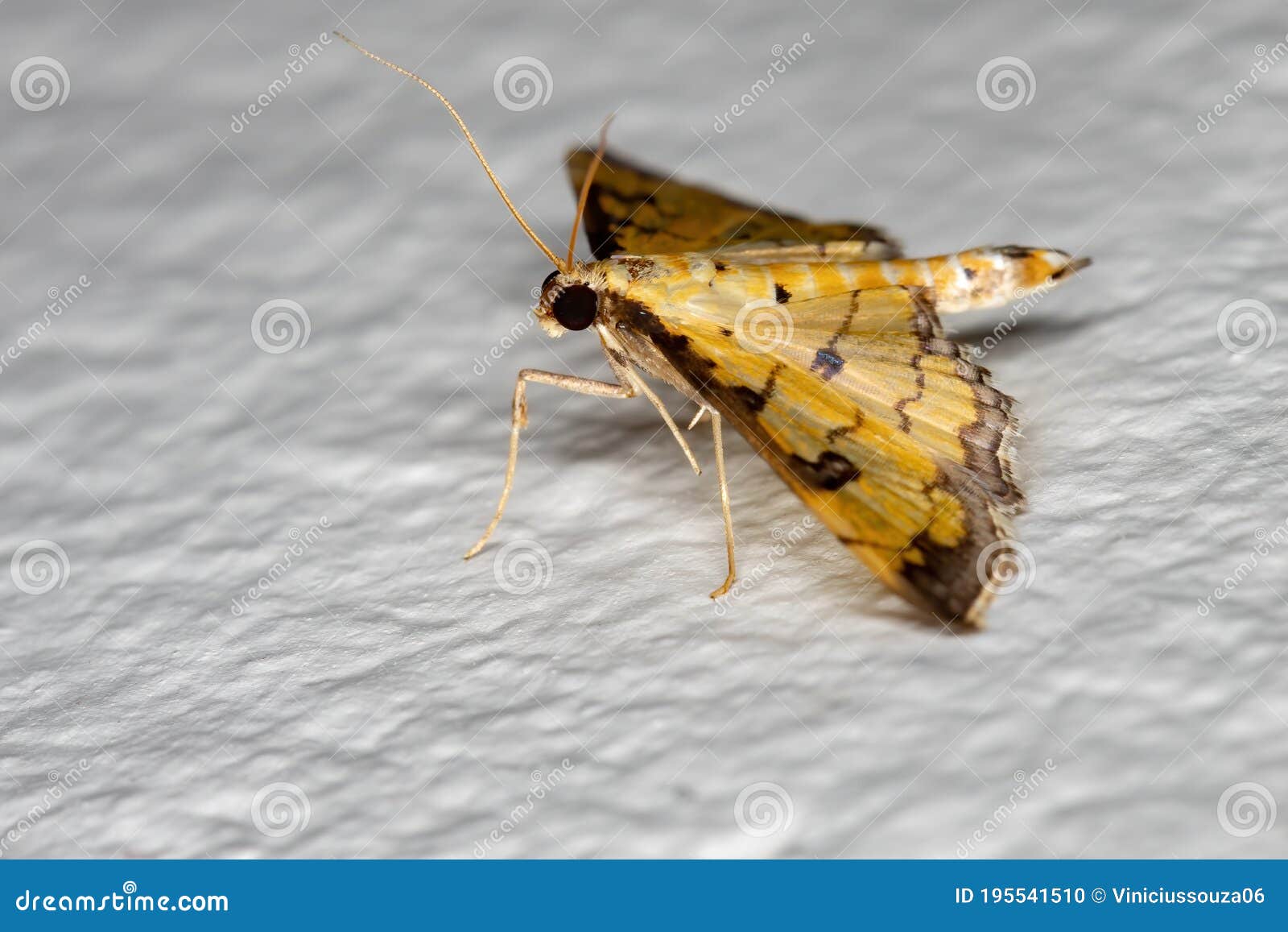Assembly Moth - Samea Ecclesialis - A Diurnal Moth Aka Stained Glass ...
