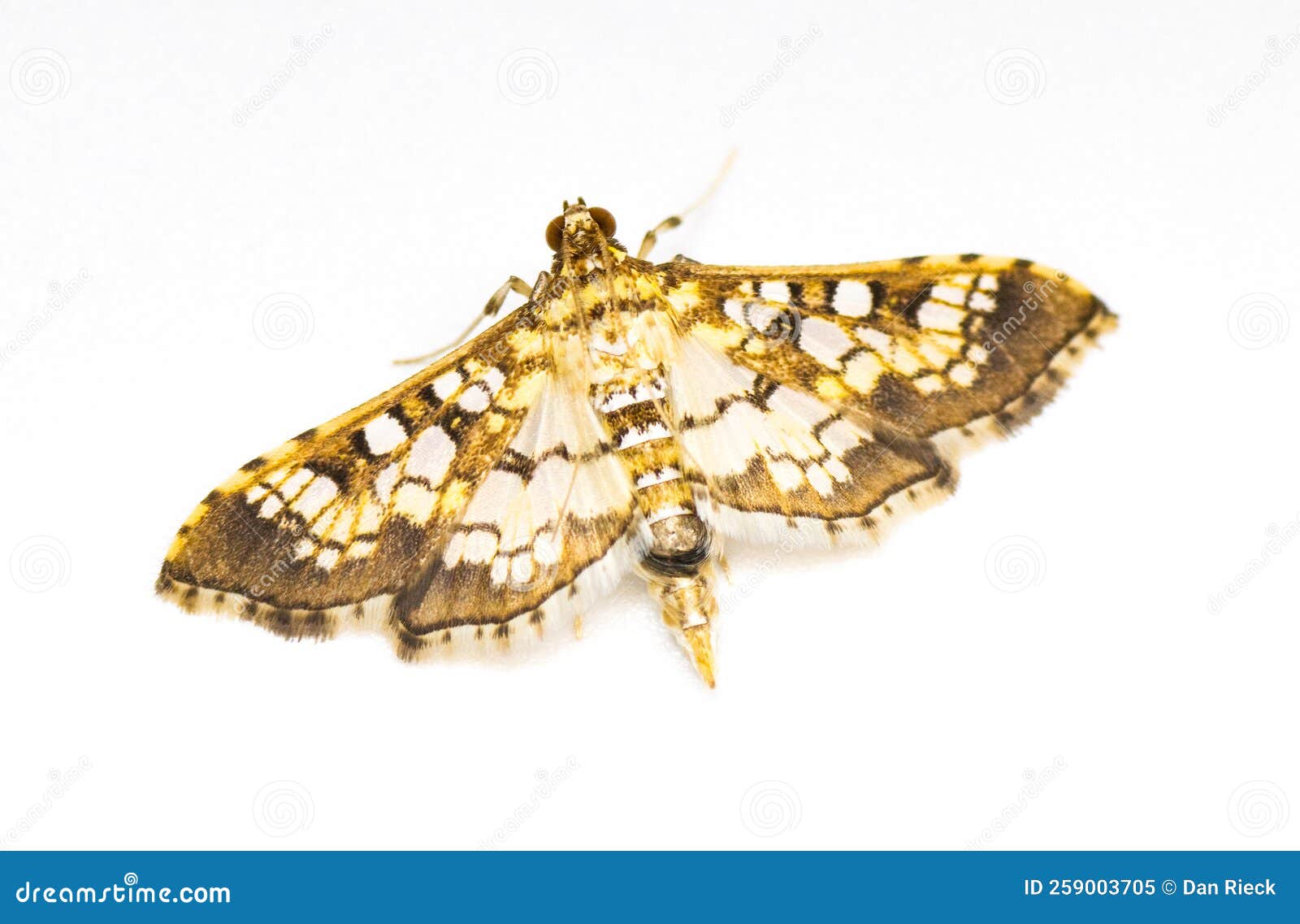 Assembly Moth - Samea Ecclesialis - a Diurnal Moth Aka Stained Glass ...